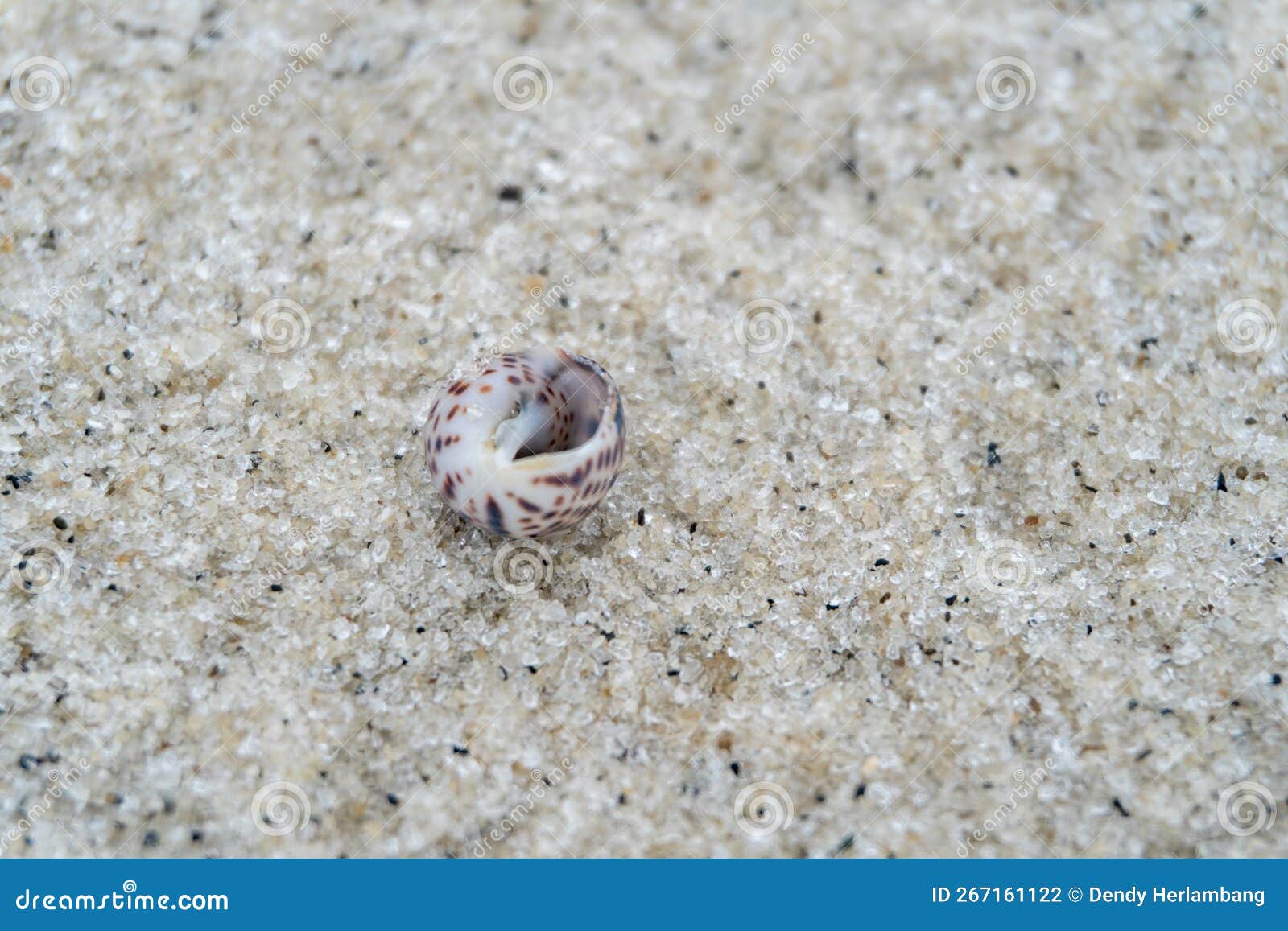 Snail Shell on the White Sandy Beach in the Middle of Nature Stock ...