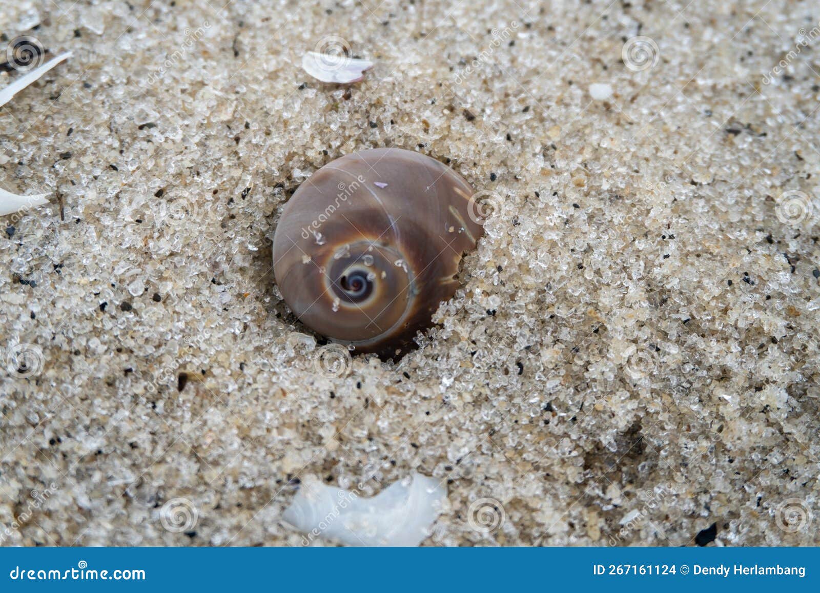 Snail Shell on the White Sandy Beach in the Middle of Nature Stock ...