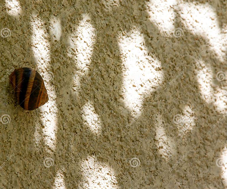Snail Shell on a White Wall with Shadows Stock Photo - Image of ...