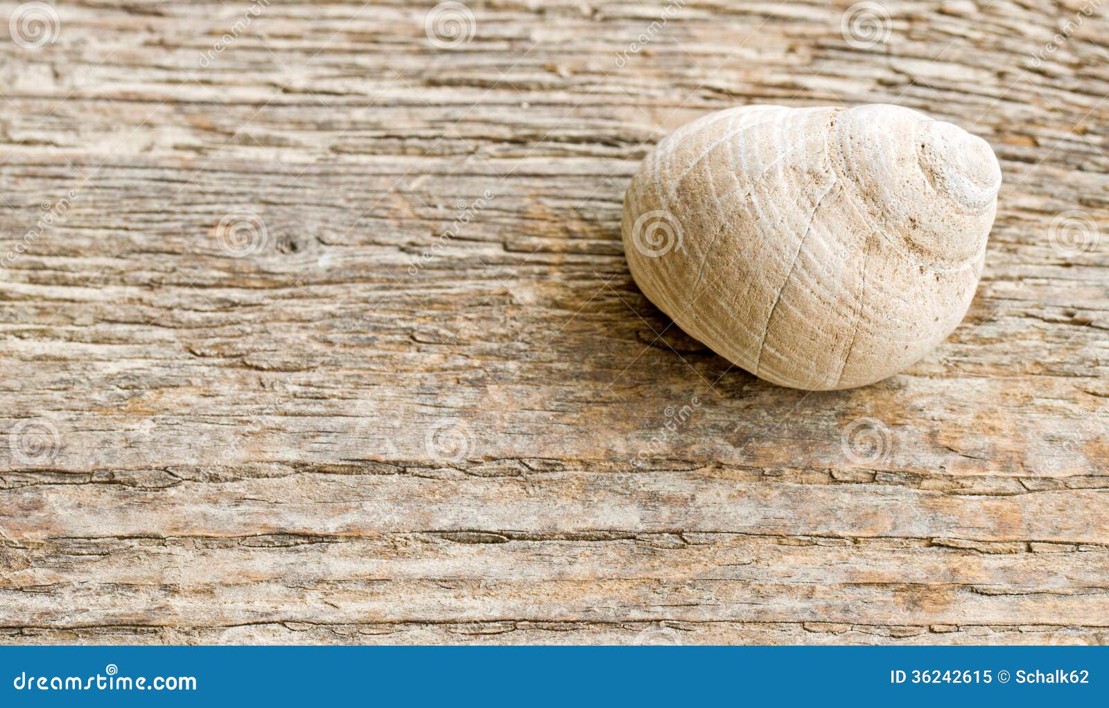 Snail shell on wood stock image. Image of copyspace, ground - 36242615