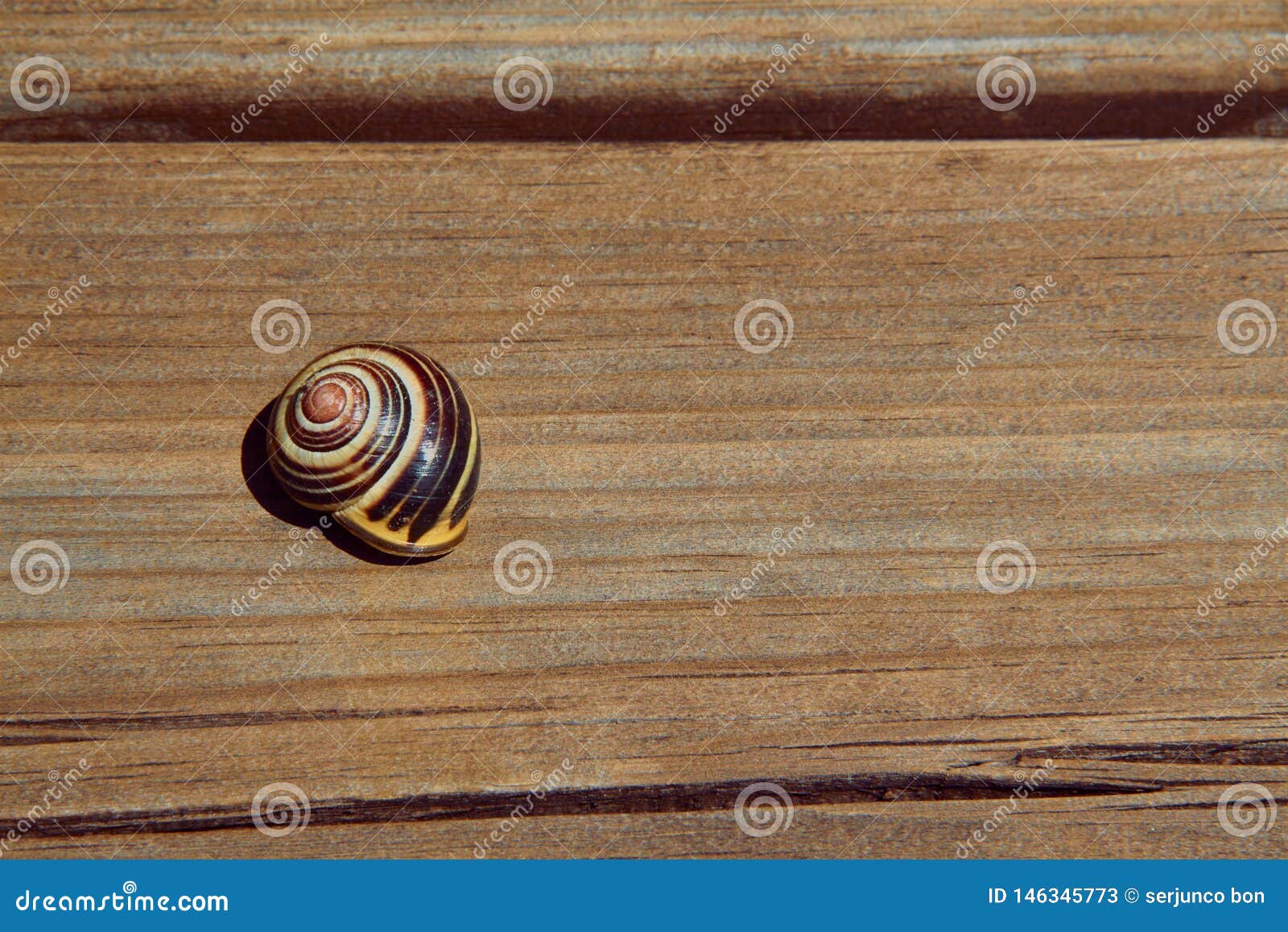 Snail Shell on Wooden Board. Top View Stock Image - Image of spiral ...