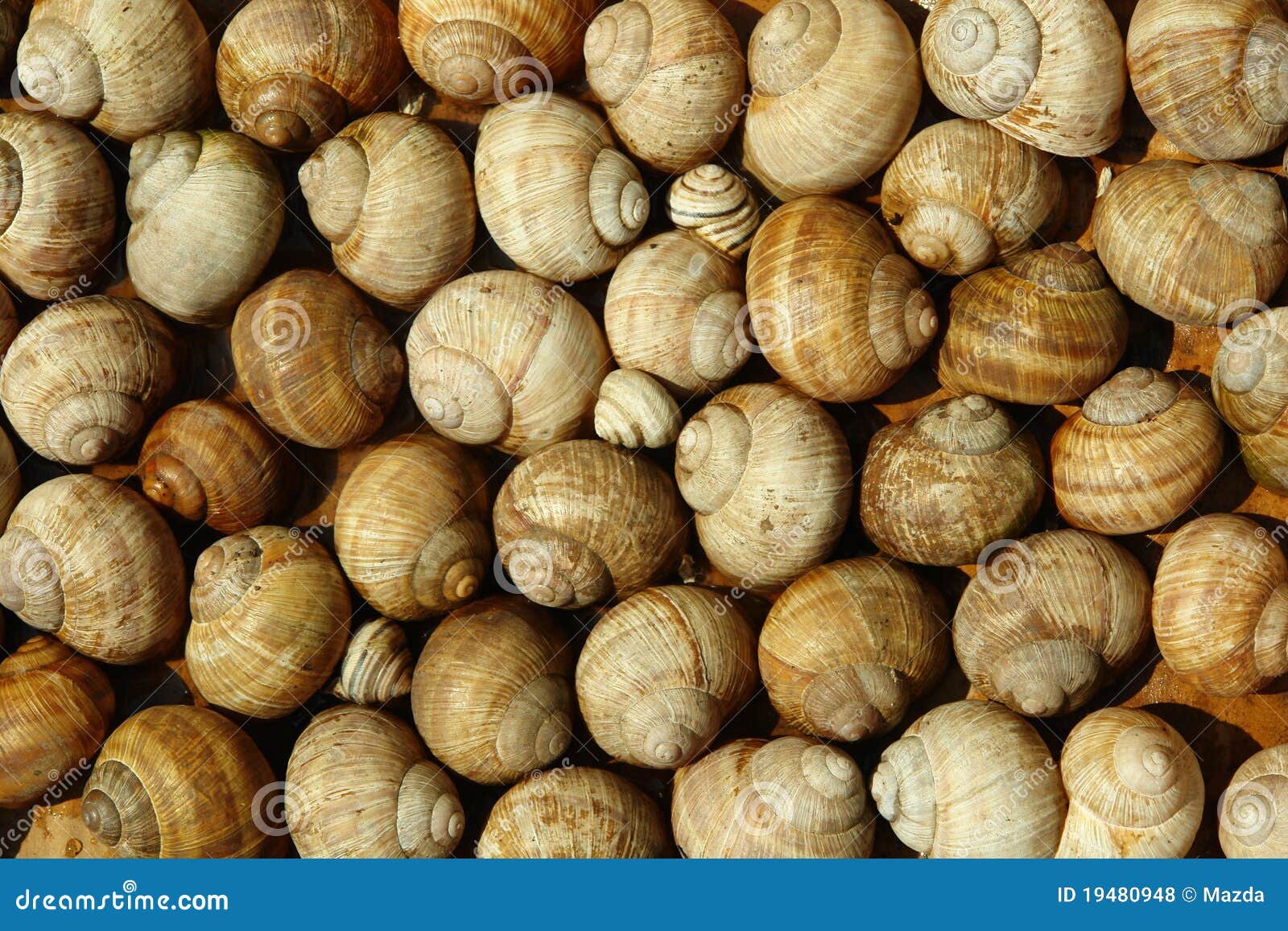 Snail Shells stock photo. Image of detail, conker, spiral - 19480948