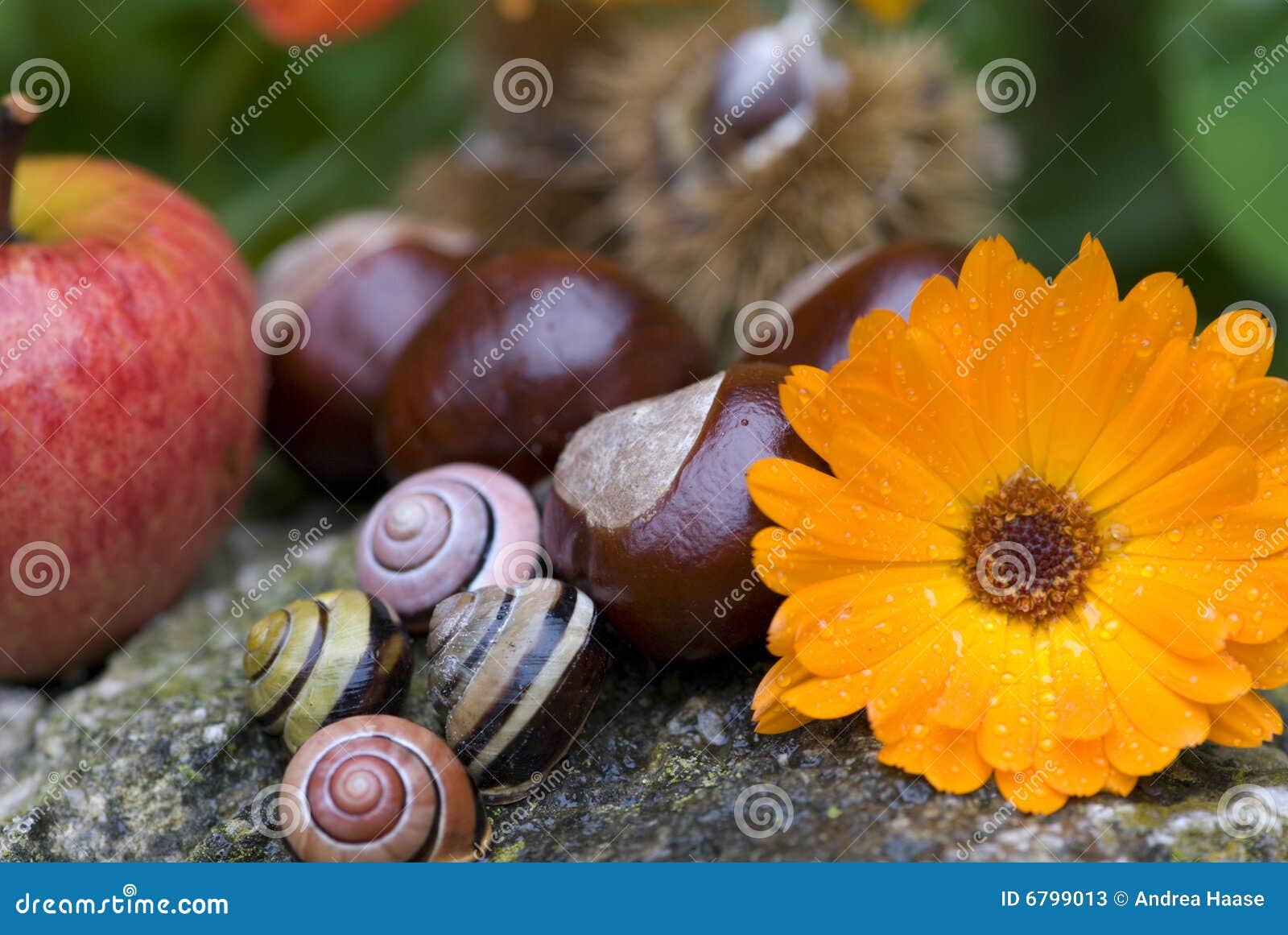 Snail Shells, Apple, Flower Stock Image - Image of seasonal, season ...