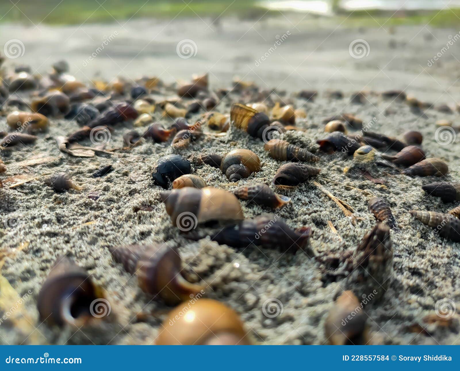 Snail shells in the beach stock photo. Image of snail - 228557584