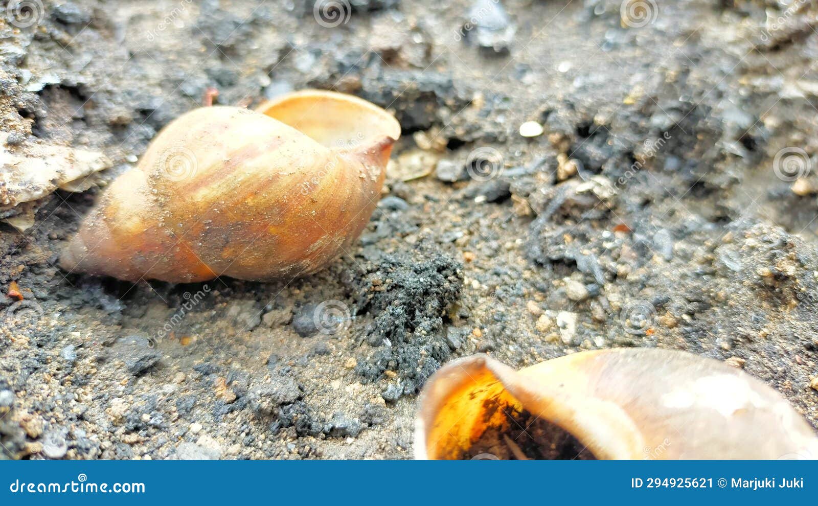 Snail Shells in Burnt Trash Areas Stock Image - Image of trash, shells ...