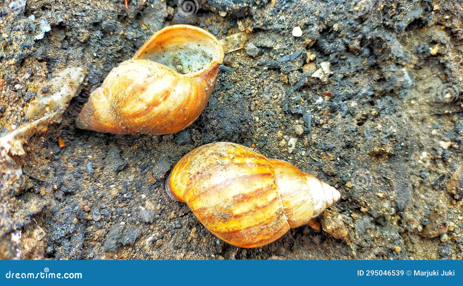 Snail Shells in Burnt Trash Areas Stock Image - Image of areas, shells ...