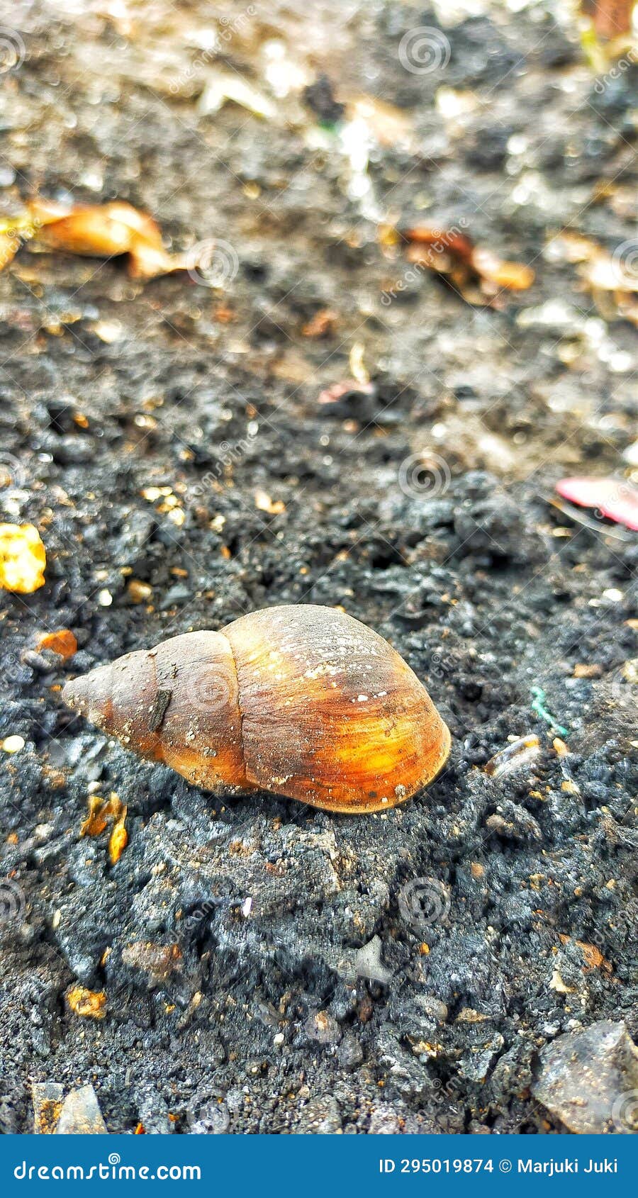 Snail Shells in Burnt Trash Areas Stock Photo - Image of burnt, shells ...
