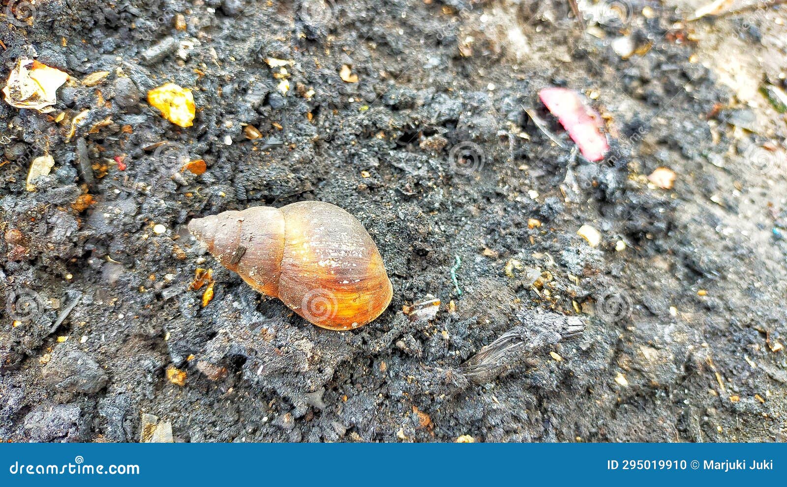 Snail Shells in Burnt Trash Areas Stock Photo - Image of areas, trash ...