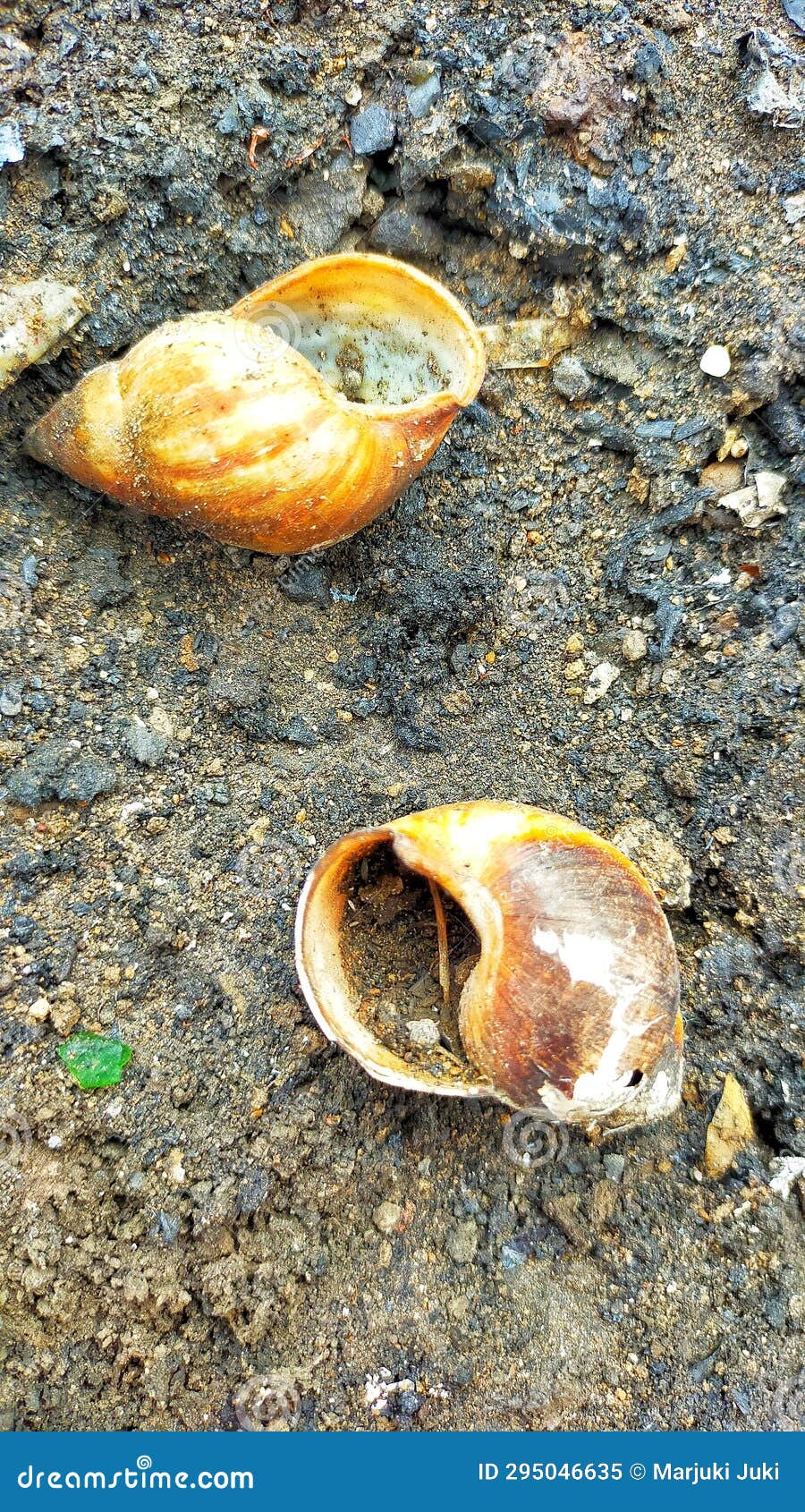 Snail Shells in Burnt Trash Areas Stock Image - Image of areas, shells ...