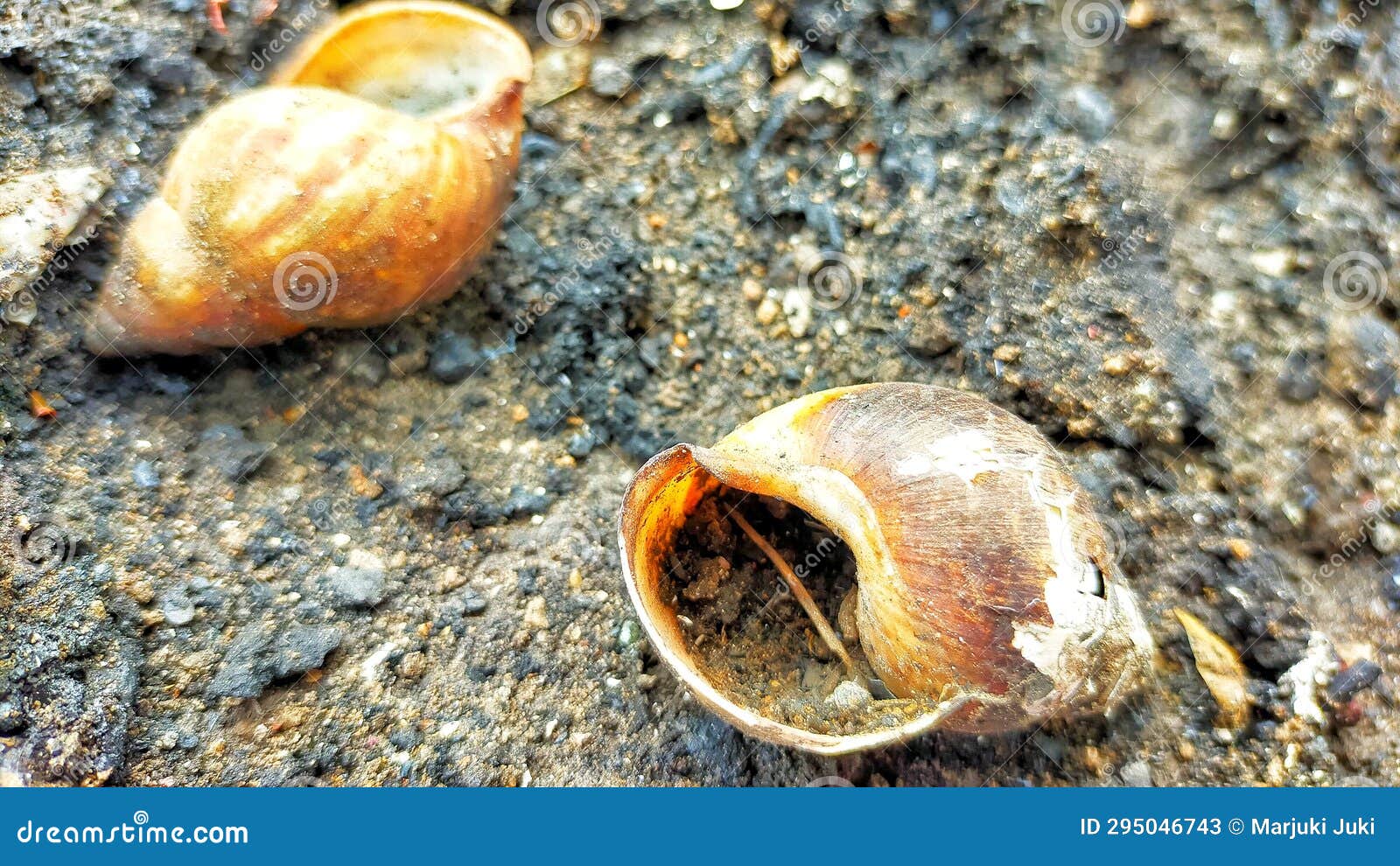 Snail Shells in Burnt Trash Areas Stock Image - Image of burnt, snail ...