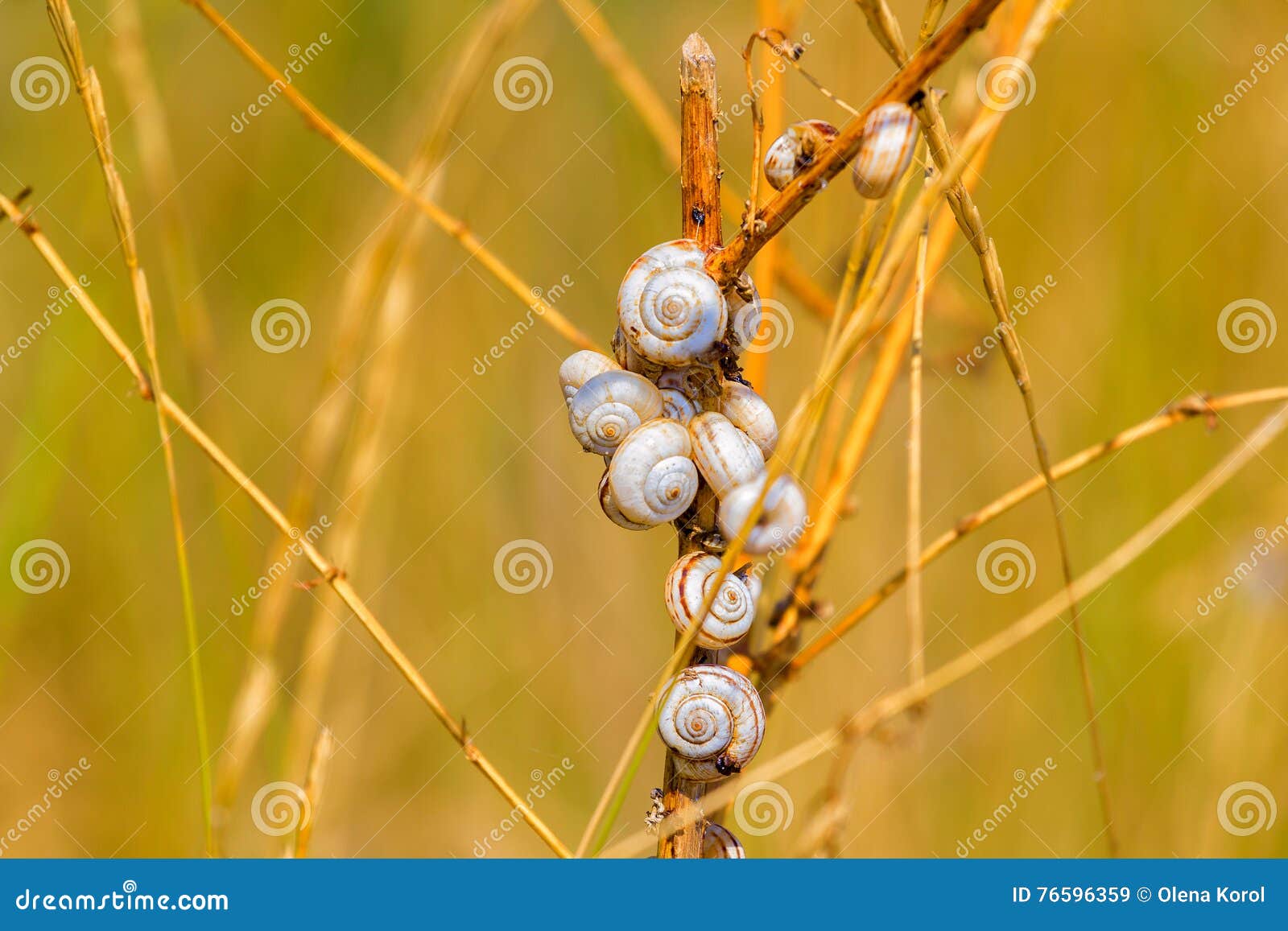 Snail shells on dry grass stock image. Image of environment - 76596359