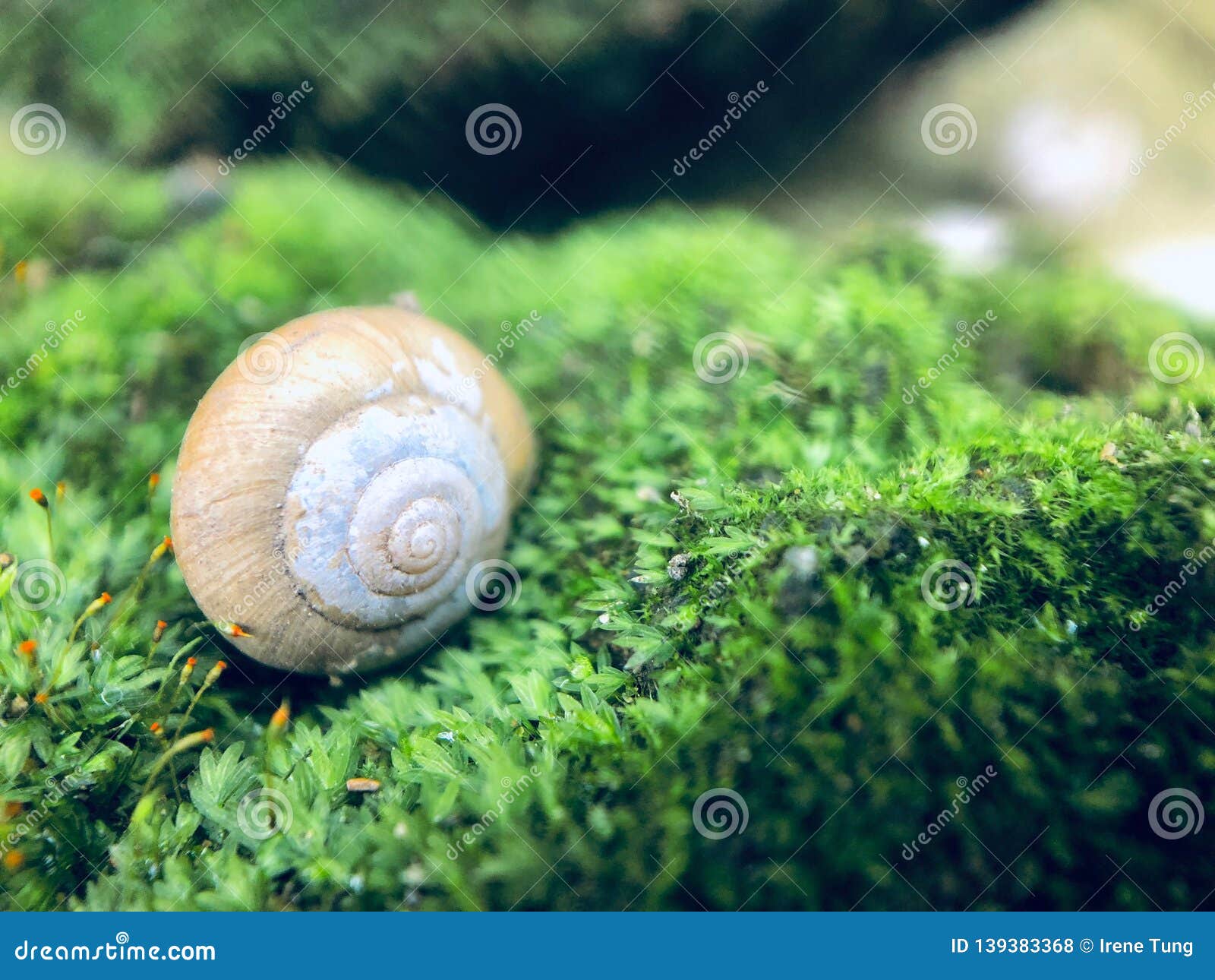Snail Shells on a Green Mossy Stone Stock Photo - Image of focus ...