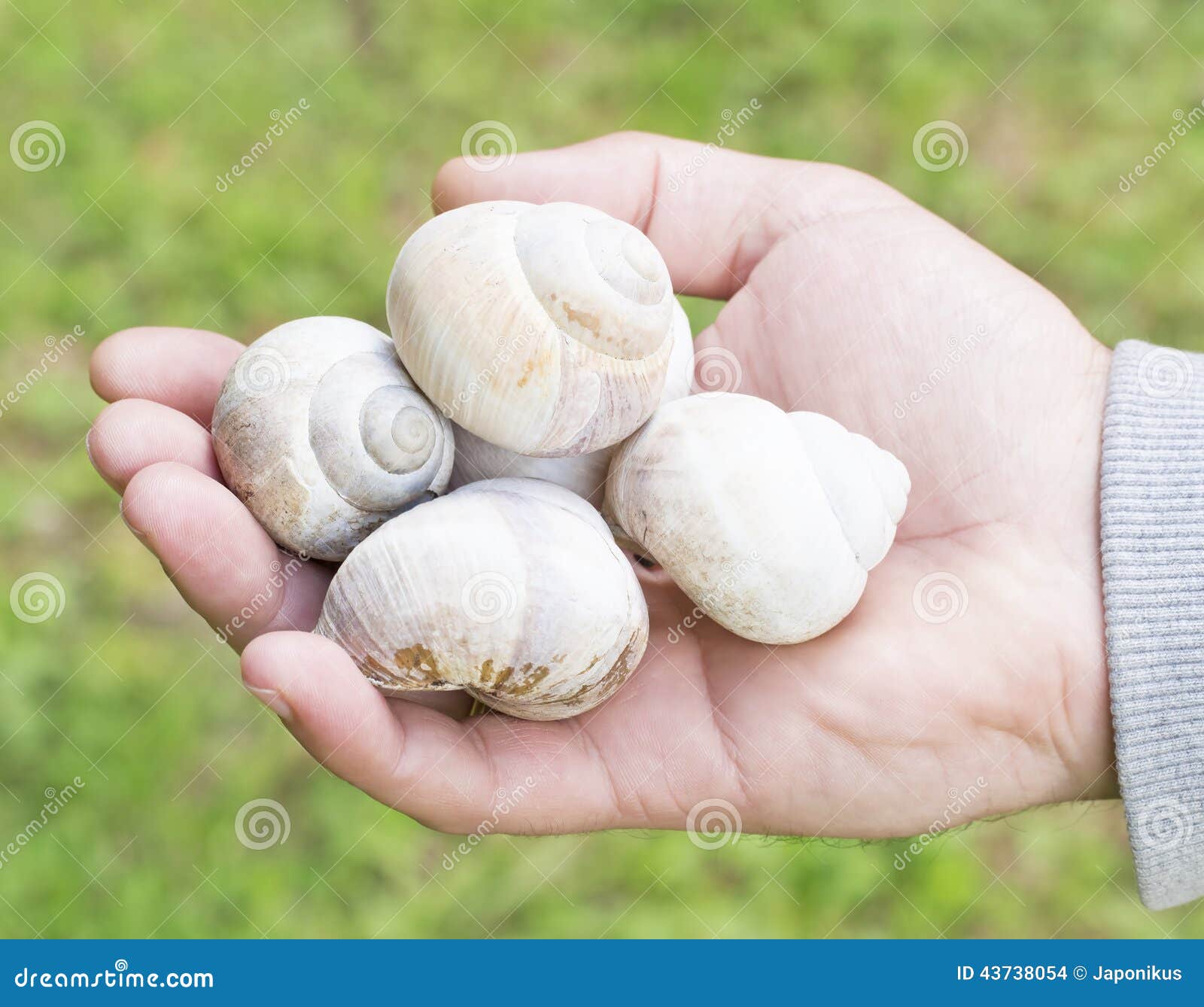 Snail shells in hand stock photo. Image of biology, dead - 43738054