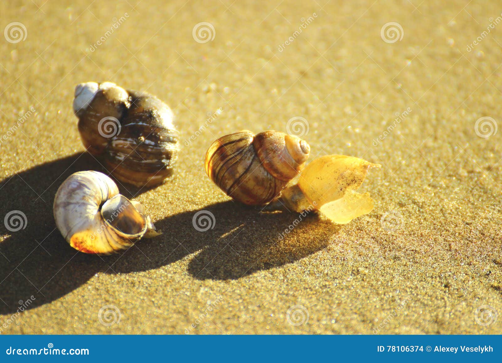 Snail shells on the sand stock photo. Image of closeup - 78106374
