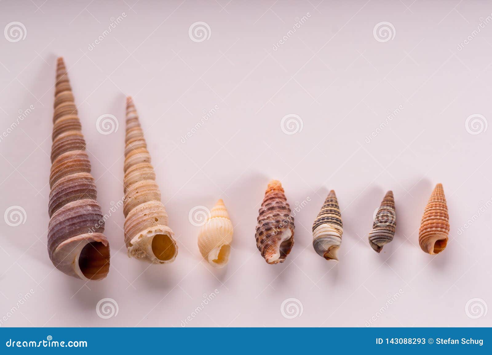 Molusce Diversity - Conical Snail Shells Stock Image - Image of animal ...