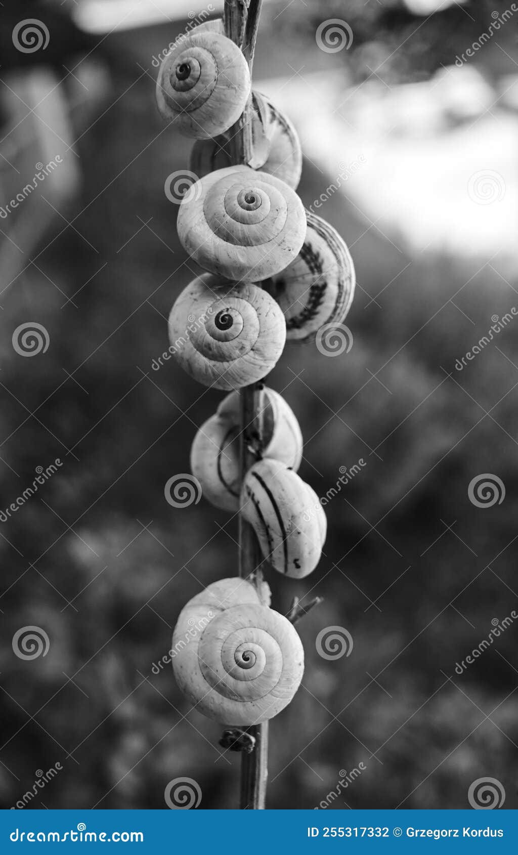 Snail Shells on a Thin Stalk in Summer Stock Photo - Image of skeleton ...