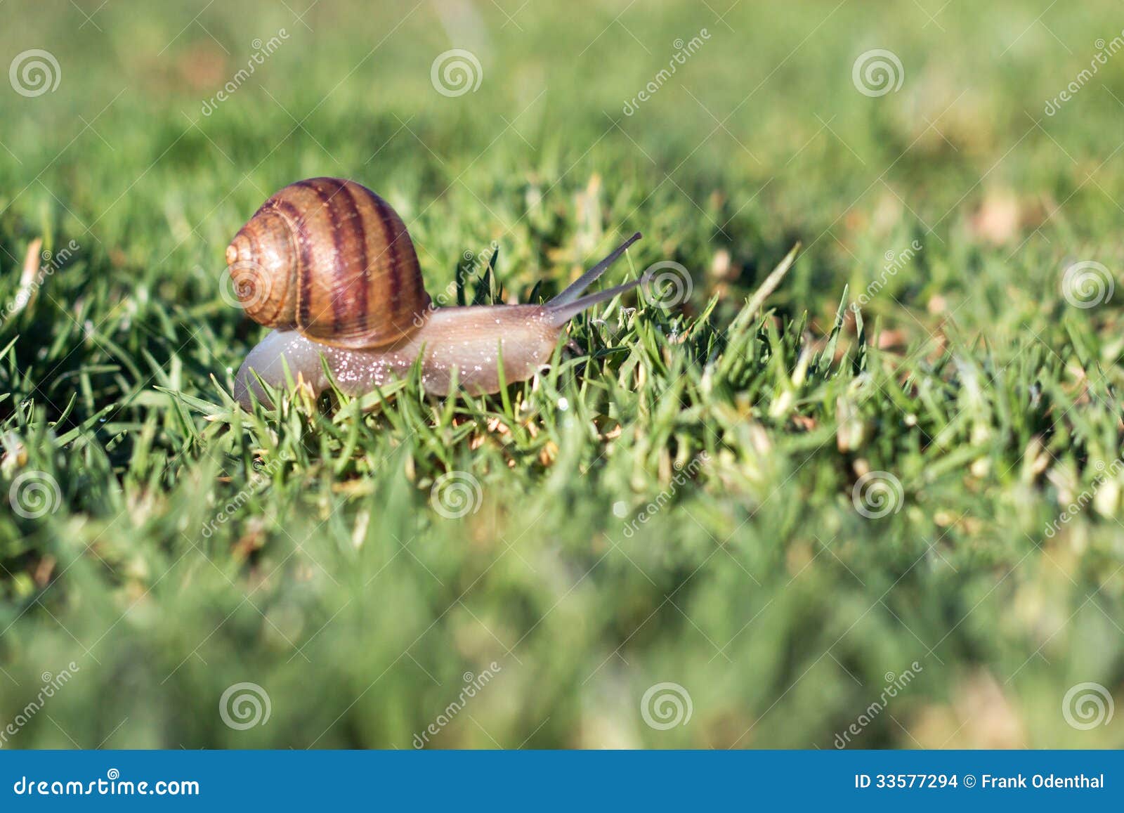Snail at Shoreline Park Mountain View Stock Photo - Image of beauty ...