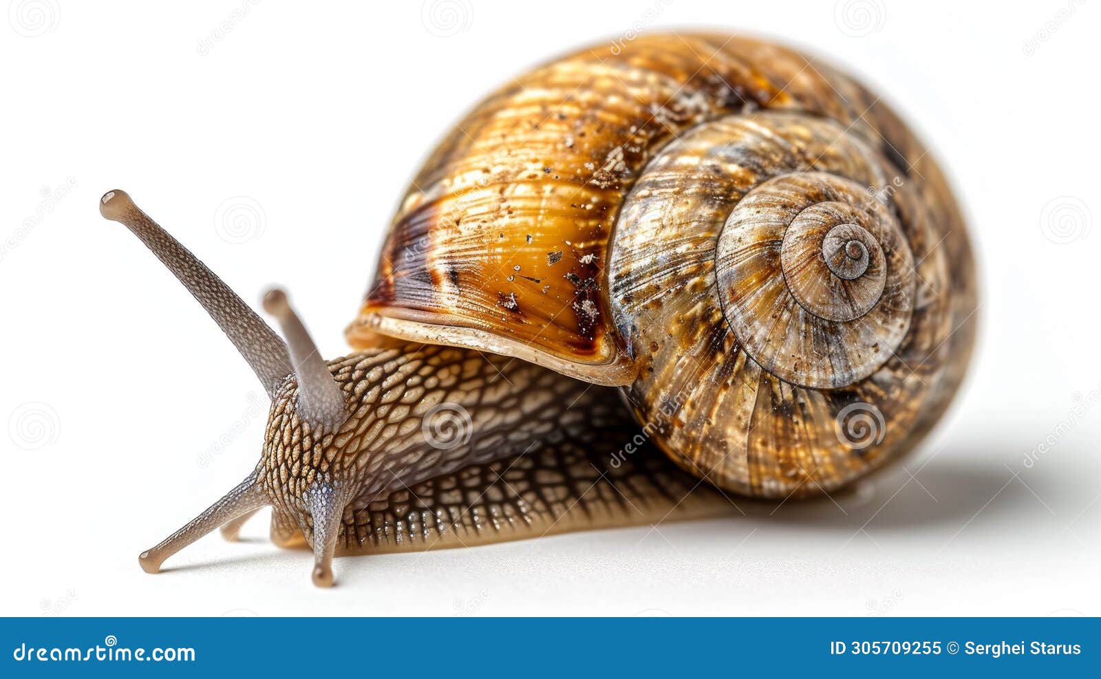 A Snail is Shown on a White Background with Its Shell Open, AI Stock ...