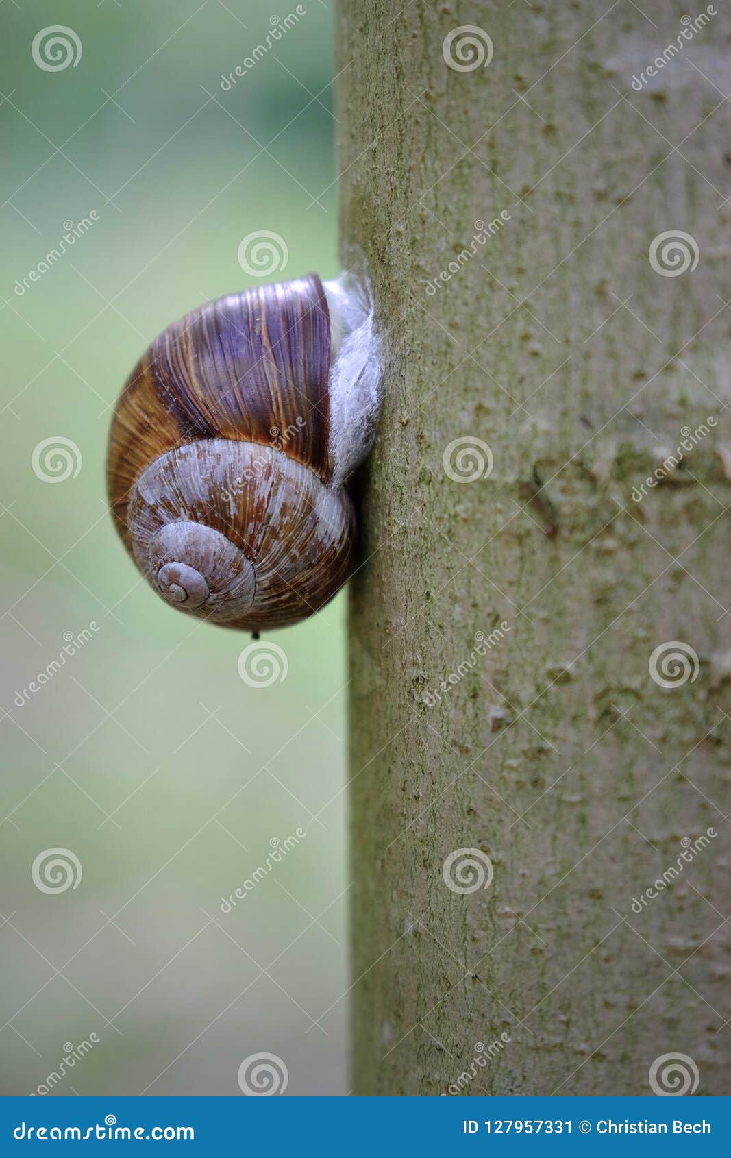 Snail Side View Isolated On White Background Royalty-Free Stock Image ...