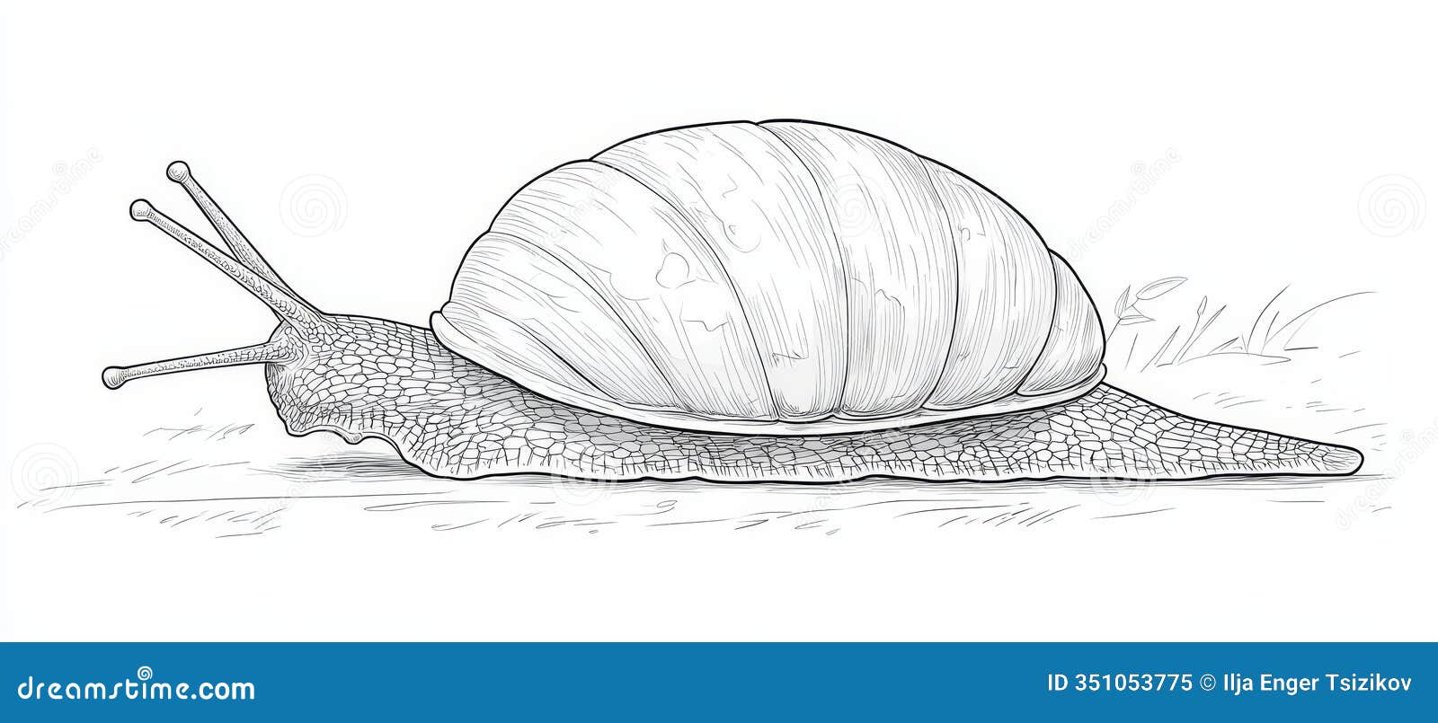 Snail Side View Drawing Illustration. Black and White Coloring Page ...