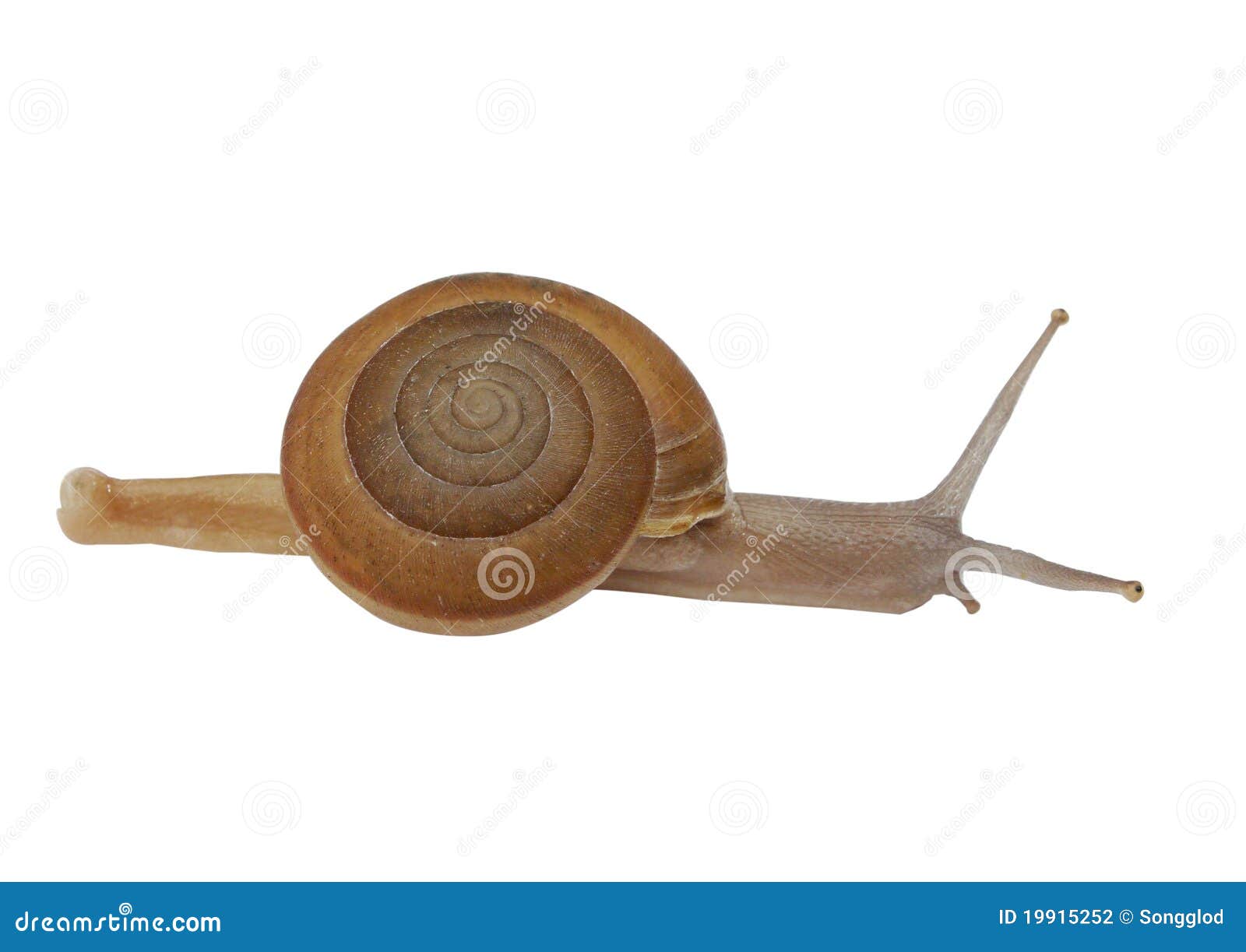 Snail Side View Isolated On White Background Royalty-Free Stock Image ...