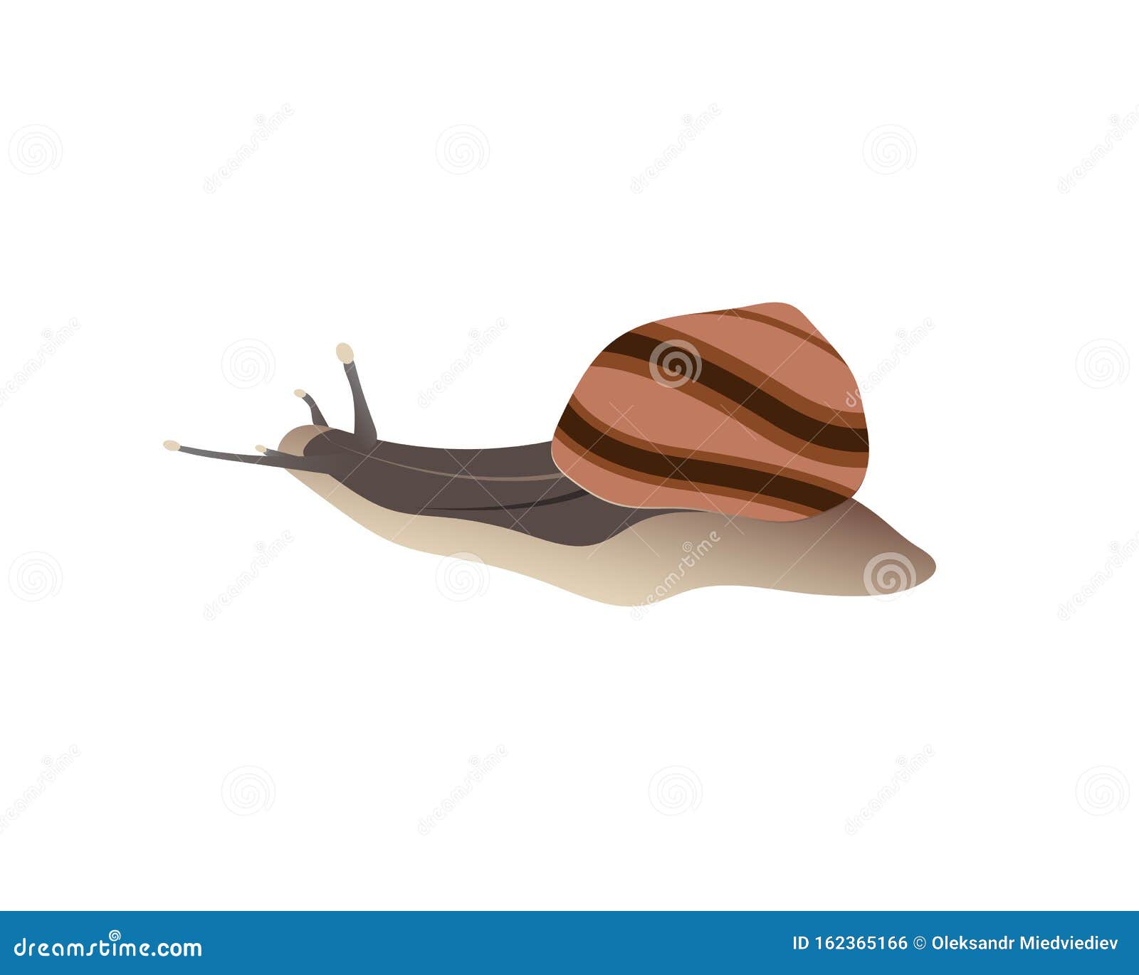 Snail. Side View on a White Isolated Background. Vector Illustration ...