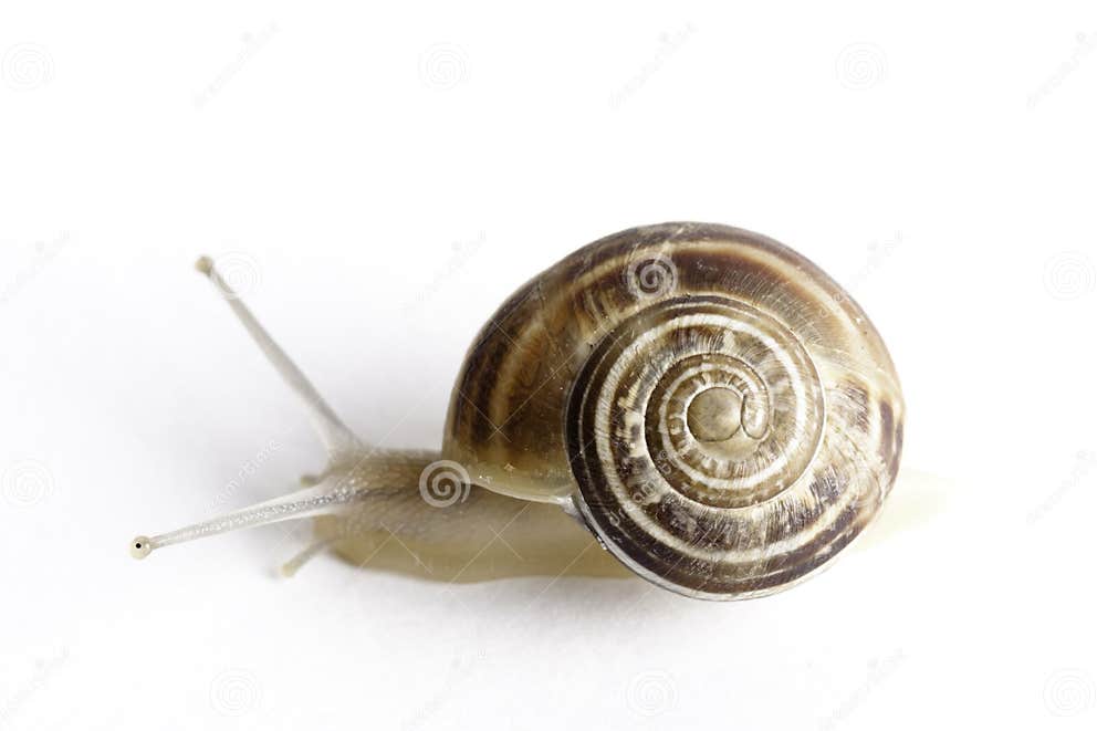 Snail with @ Sign stock photo. Image of brown, snail - 19001156