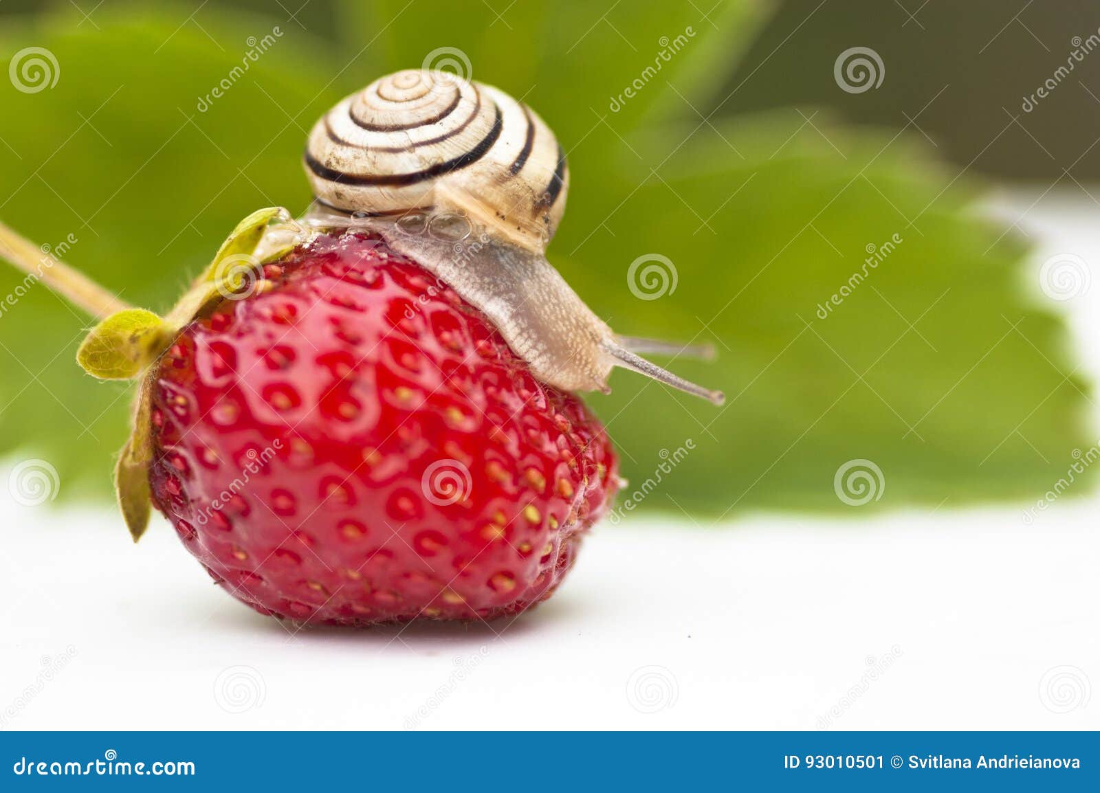 The Snail Sits on a Berries Stock Image - Image of crawling, village ...