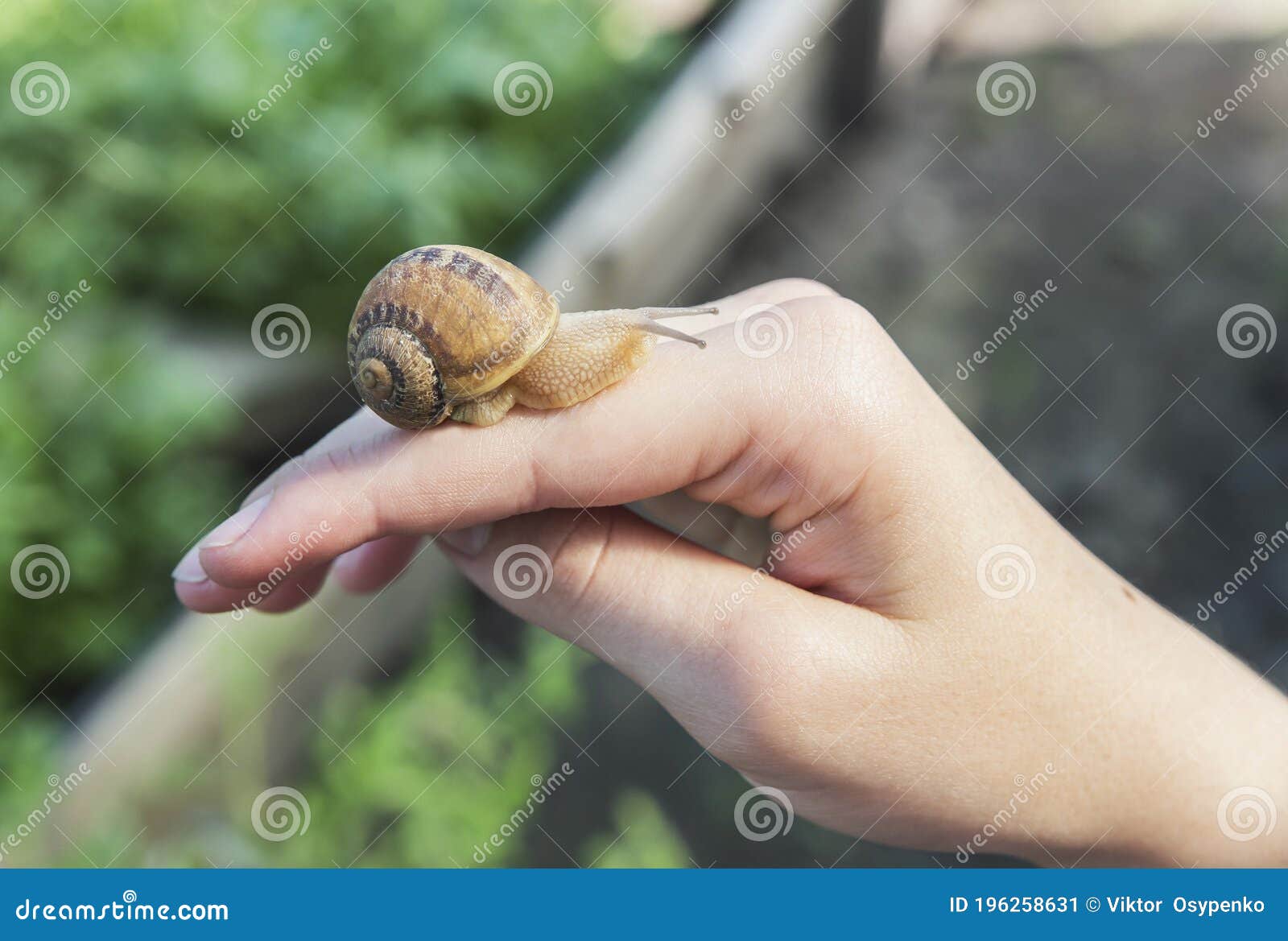 The snail sits on the hand stock image. Image of green - 196258631