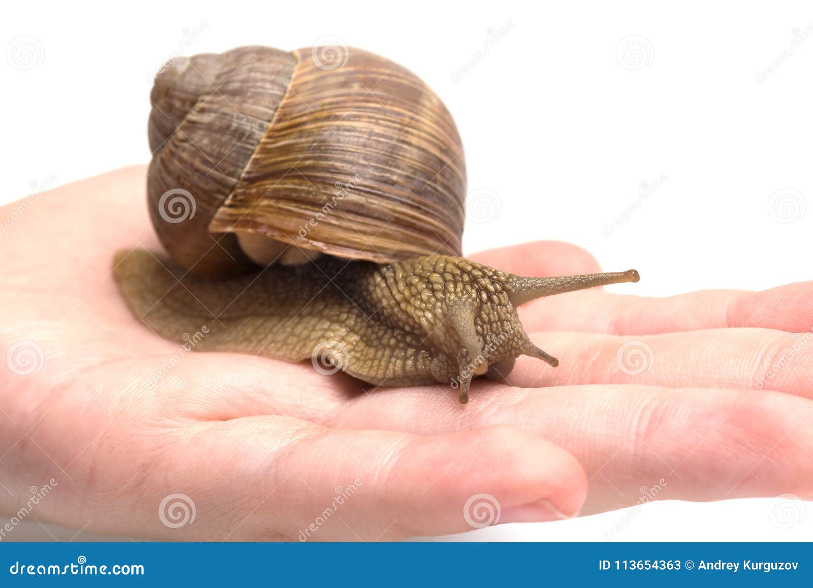 Snail Sits on the Hand, Isolated on a White Background Stock Image ...