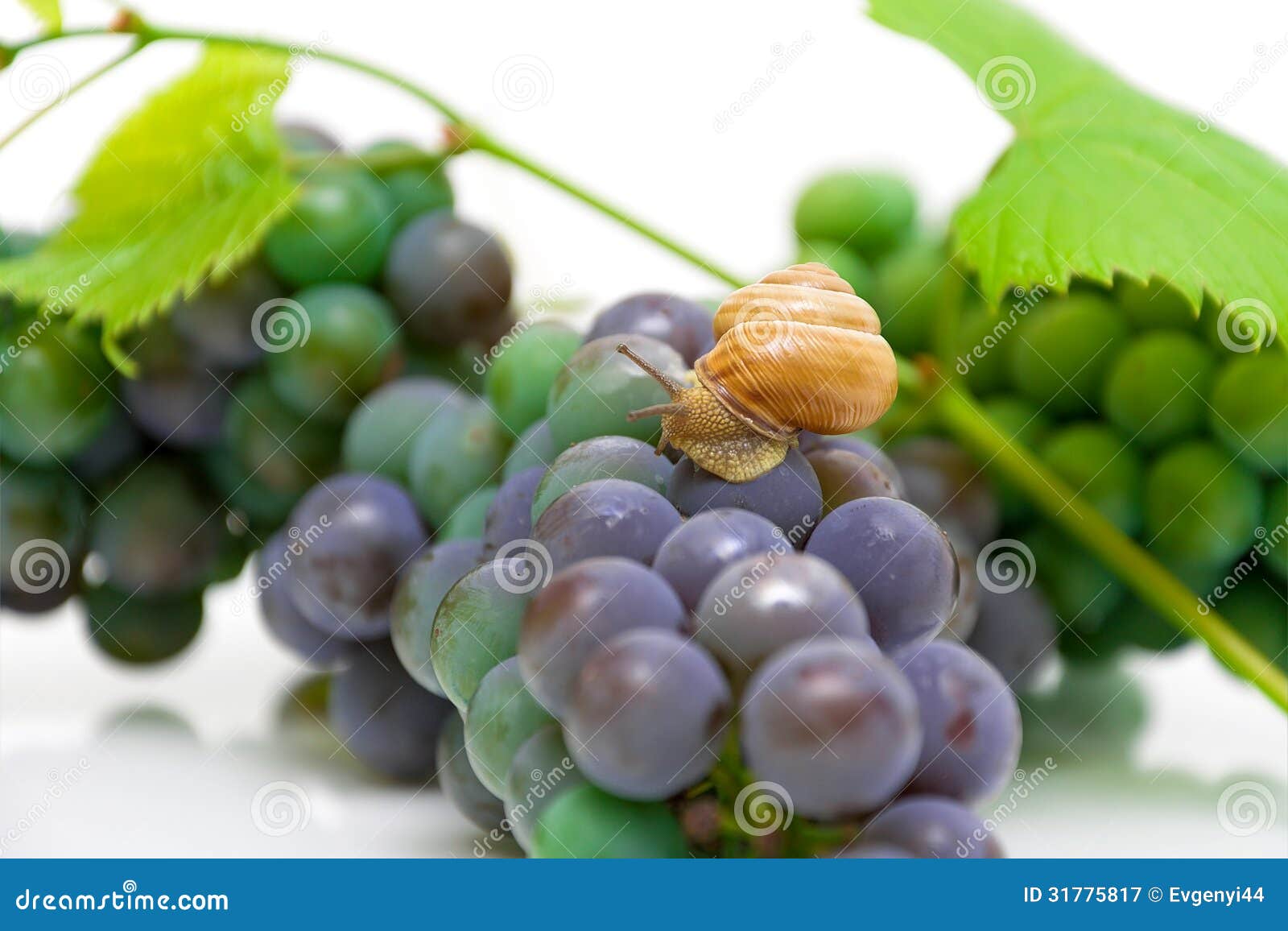 Snail Sitting on Grapes Close-up Stock Image - Image of vegetarian ...