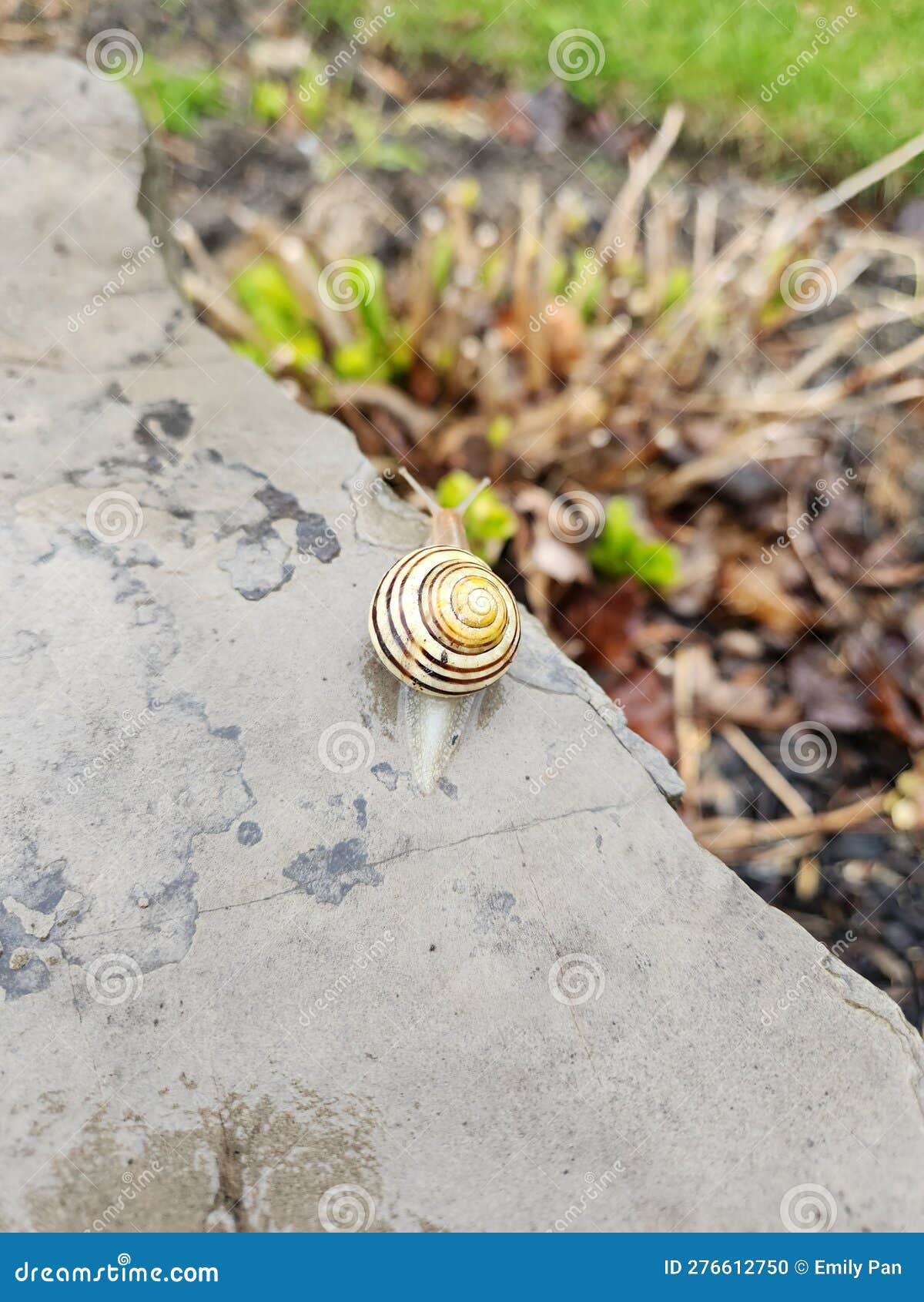 Snail Sitting on Rock stock photo. Image of nature, tree - 276612750