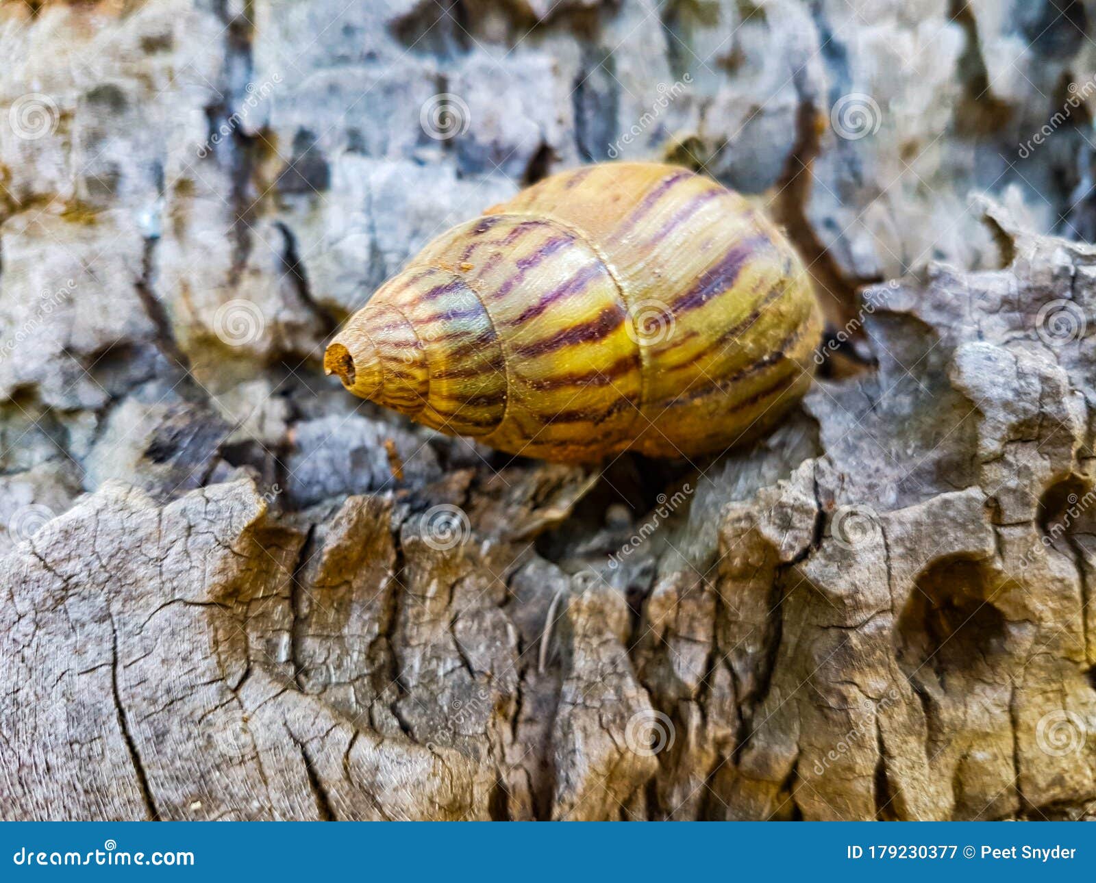 Snail sitting in a tree stock image. Image of yellow - 179230377