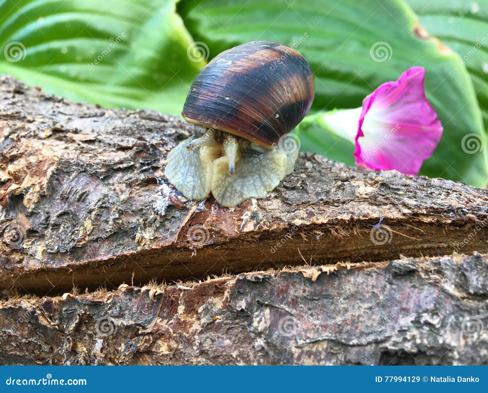 Snail Sitting on Tree Branch Stock Image - Image of slime, carapace ...