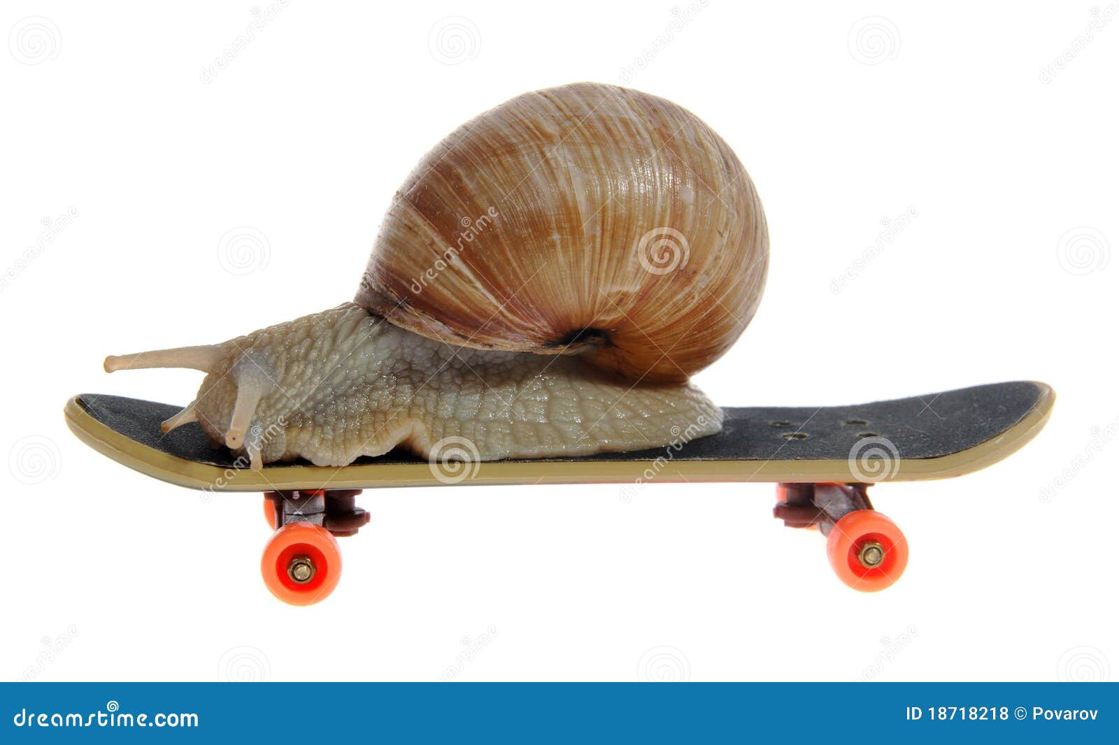 Snail Skateboard Stock Photos - Free & Royalty-Free Stock Photos from ...