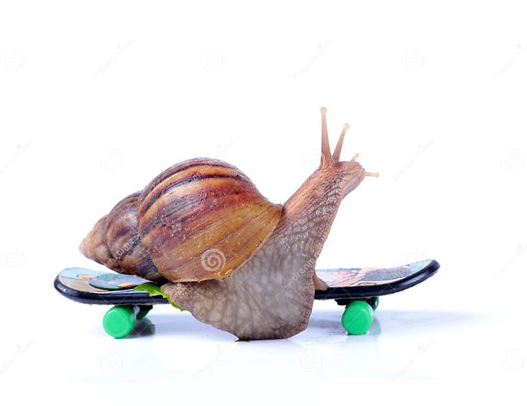 Snail on a skateboard stock image. Image of macro, wildlife - 31637873