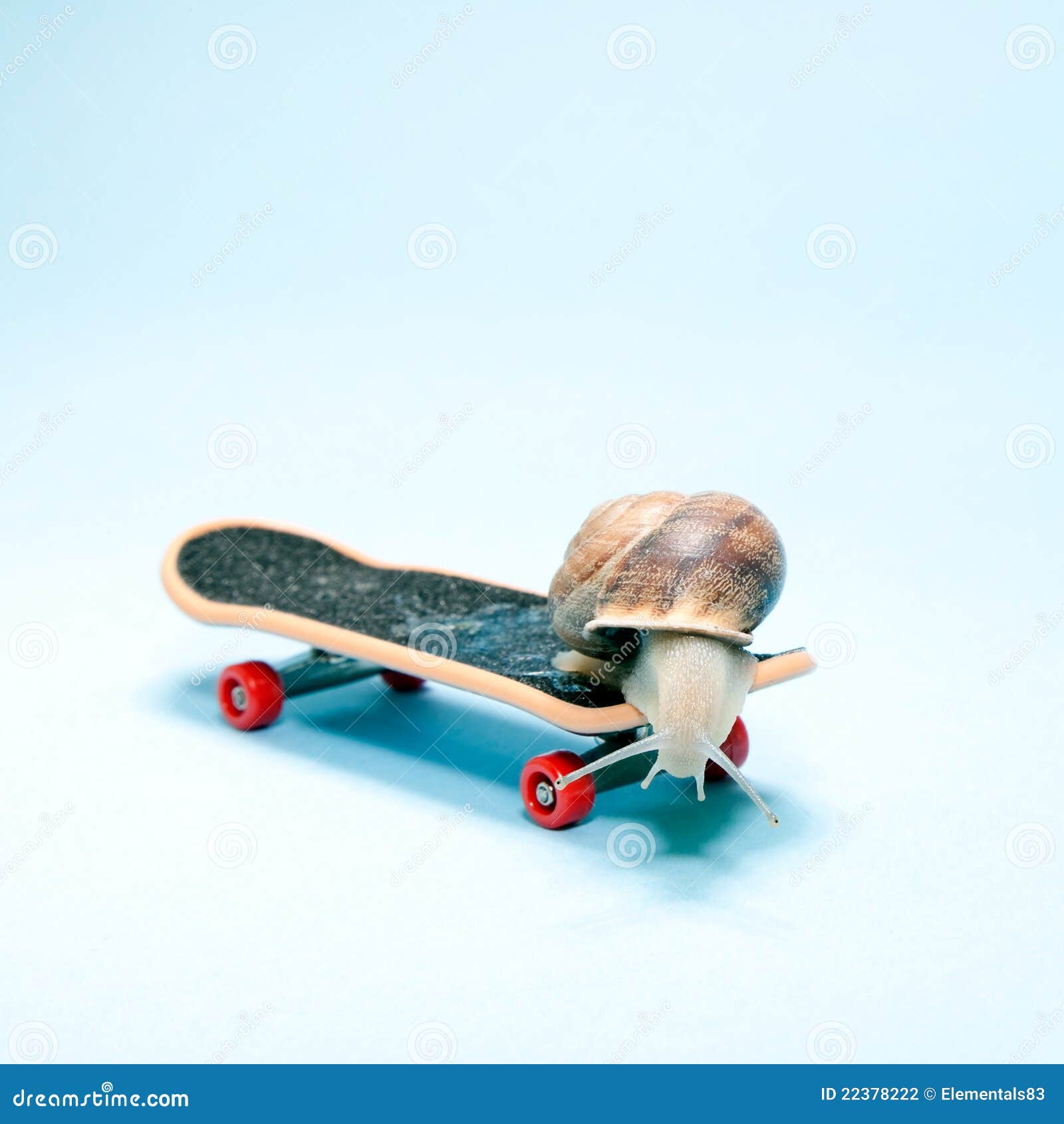Snail skating stock photo. Image of kitchen, spiral, slow - 22378222