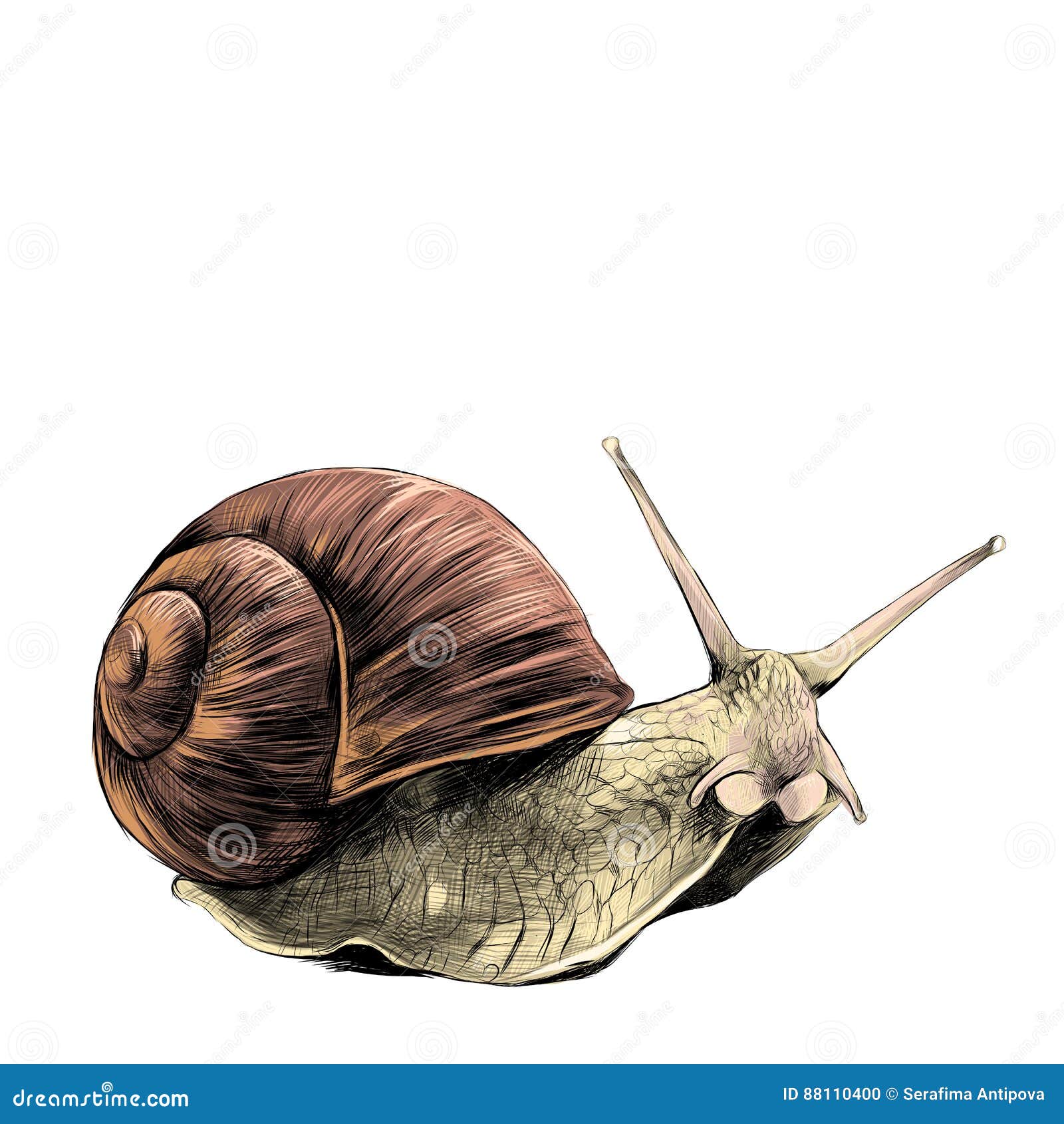 The snail sketch vector stock vector. Illustration of snail - 88110400