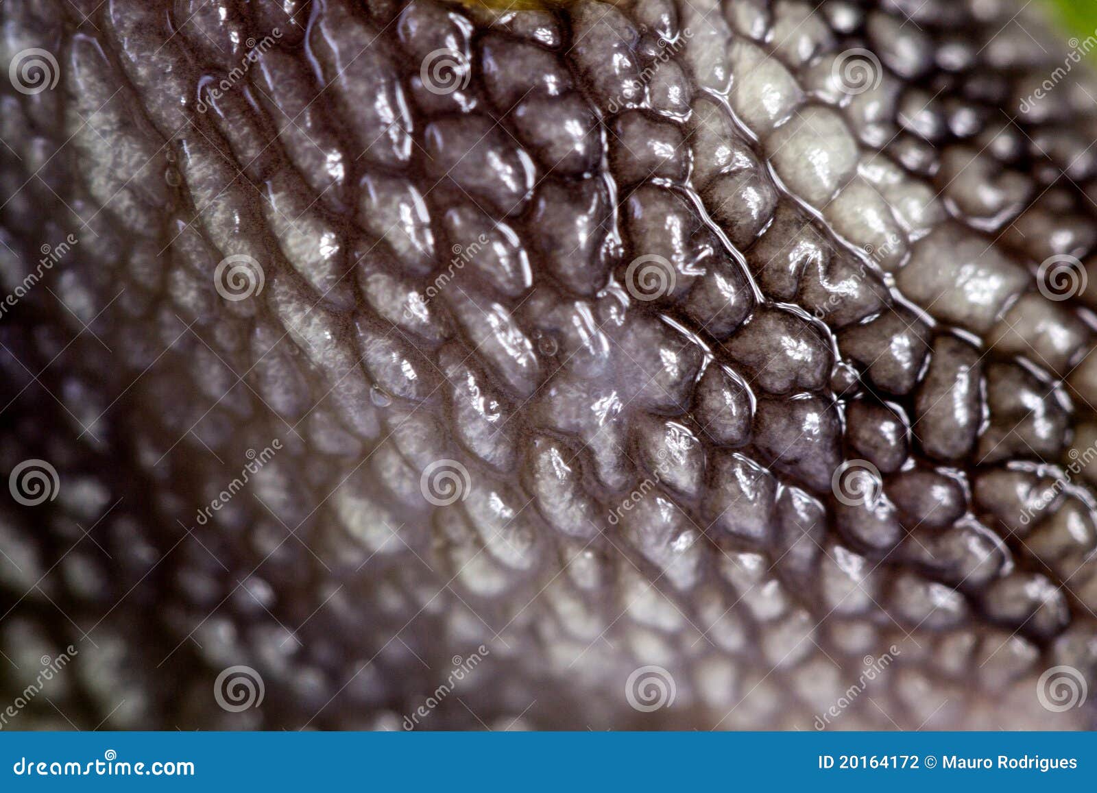 Snail Skin Stock Photography - Image: 20164172