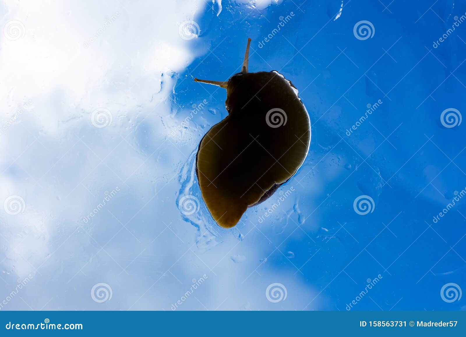 Snail in the sky stock image. Image of color, bright - 158563731