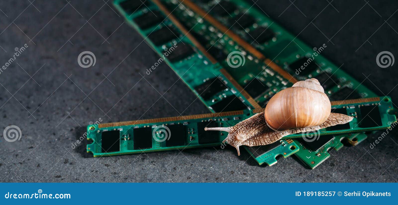 Snail On The Slats Of RAM. Old Obsolete Memory. Slow RAM. Computer ...