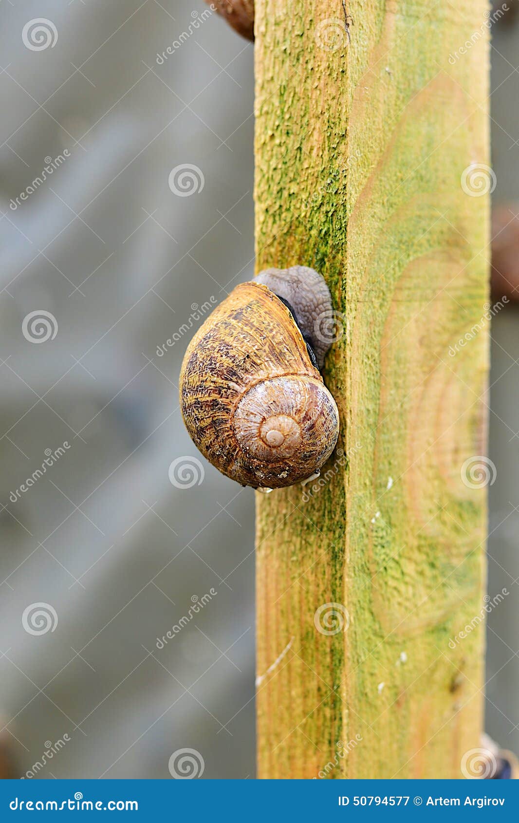 Snail sleeping on the farm stock image. Image of farm - 50794577