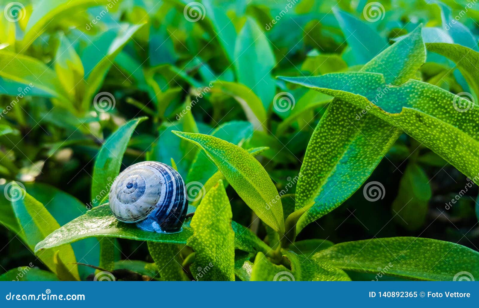 Snail sleeping on leaf stock image. Image of colorful - 140892365