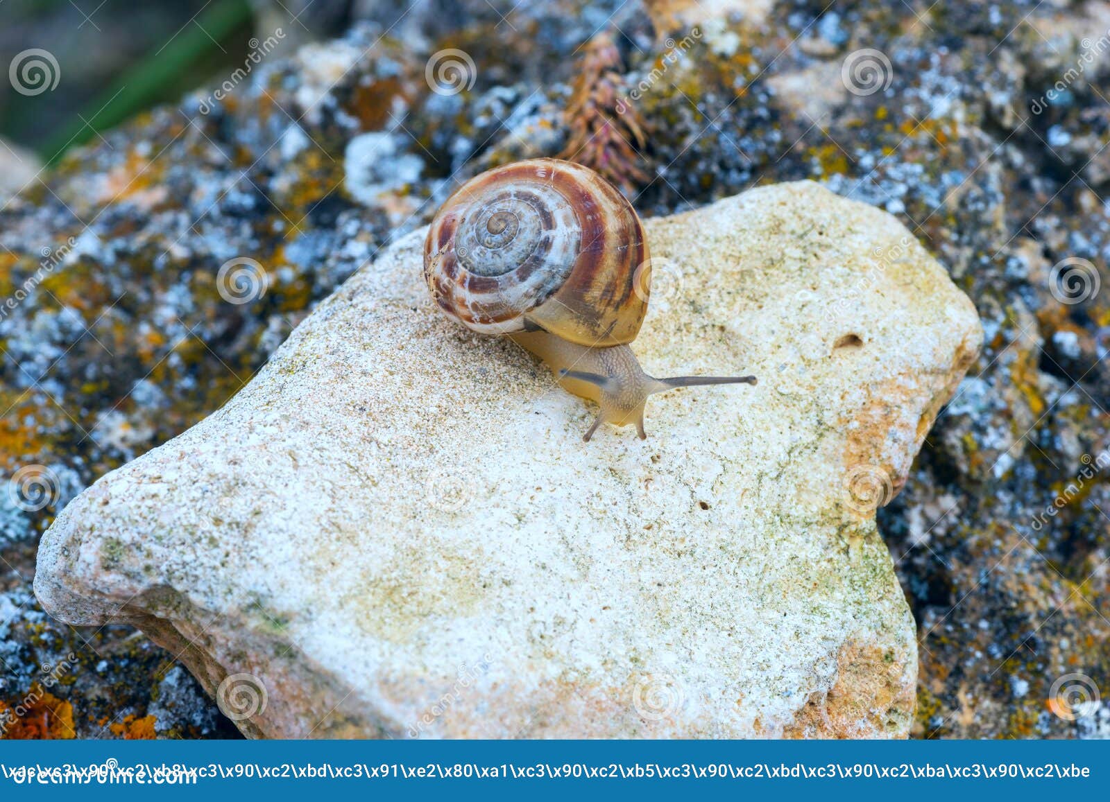 The Snail Slides Down White Stone. Stock Image - Image of gelb, reptil ...