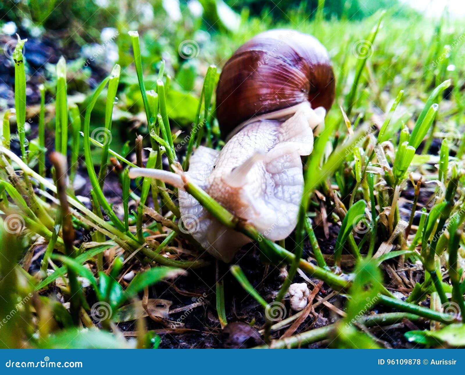 Snail slides on the grass stock photo. Image of nature - 96109878