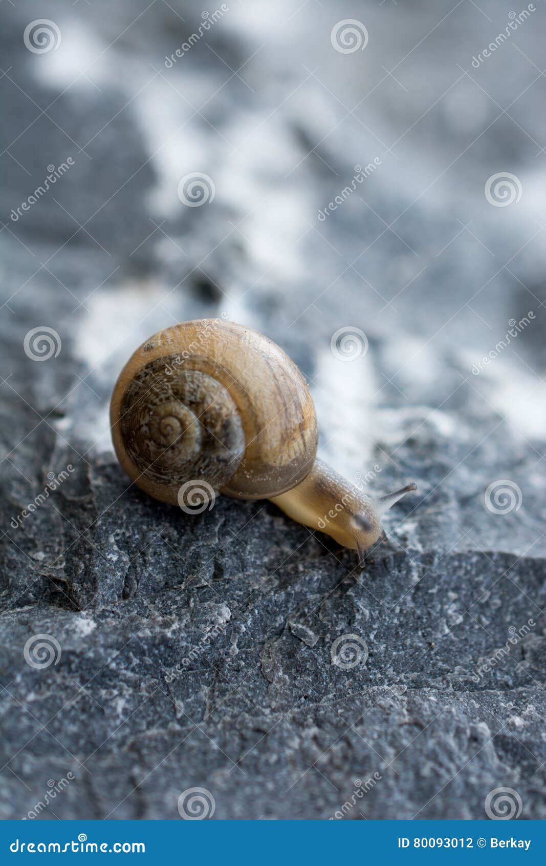 The Snail Slides Up Down the Stones Stock Photo - Image of white ...