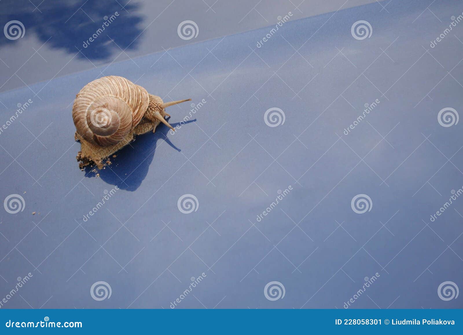 Snail Sliding on Blue Background, with Reflection on the Water. Blue ...