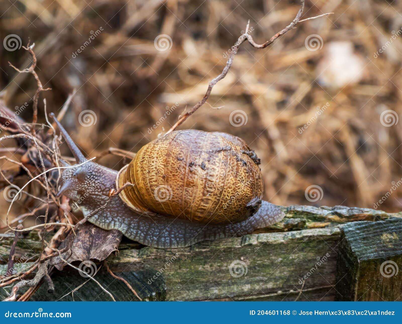 Snail sliding on a board stock photo. Image of closeup - 204601168