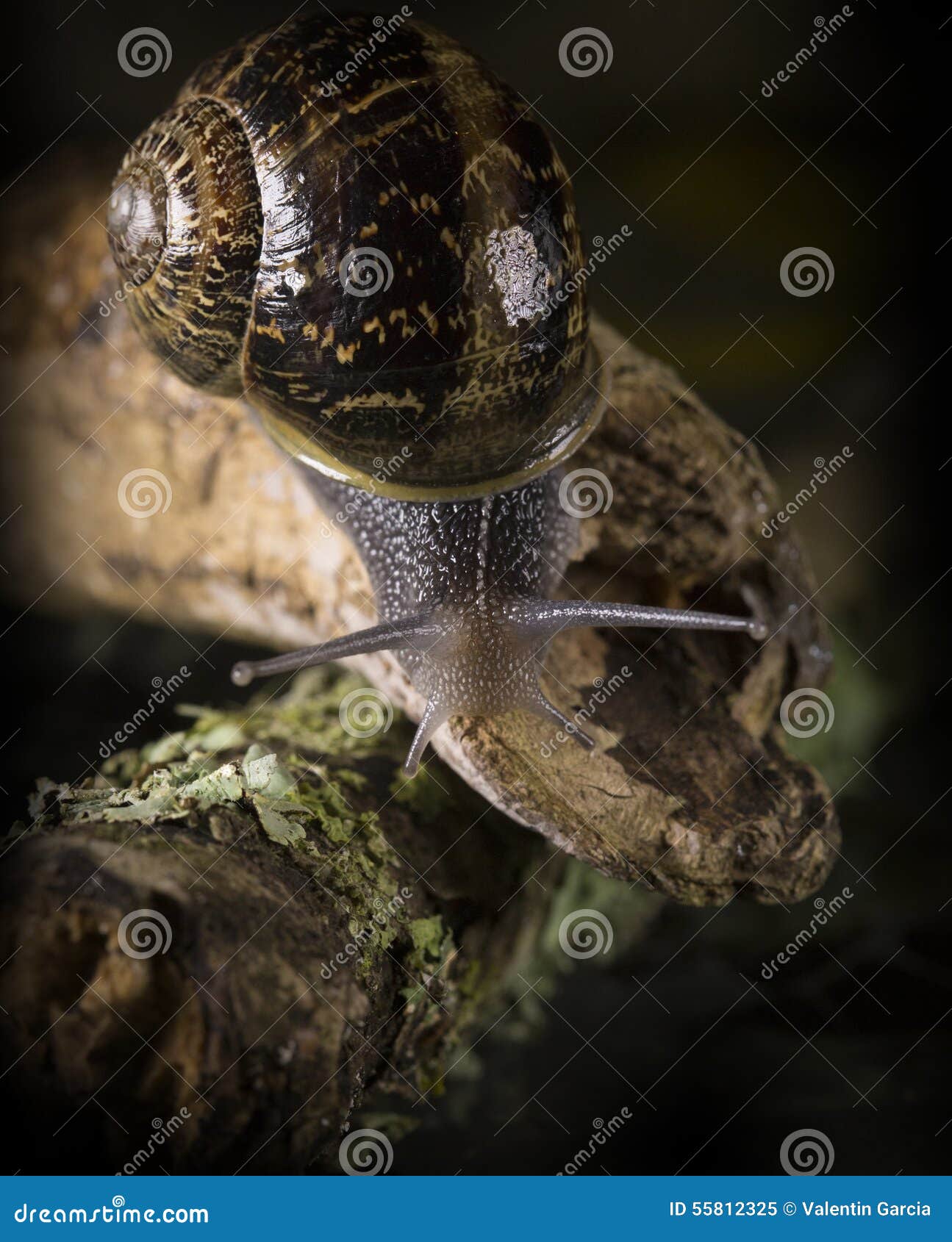 Snail sliding on a branch stock image. Image of land - 55812325