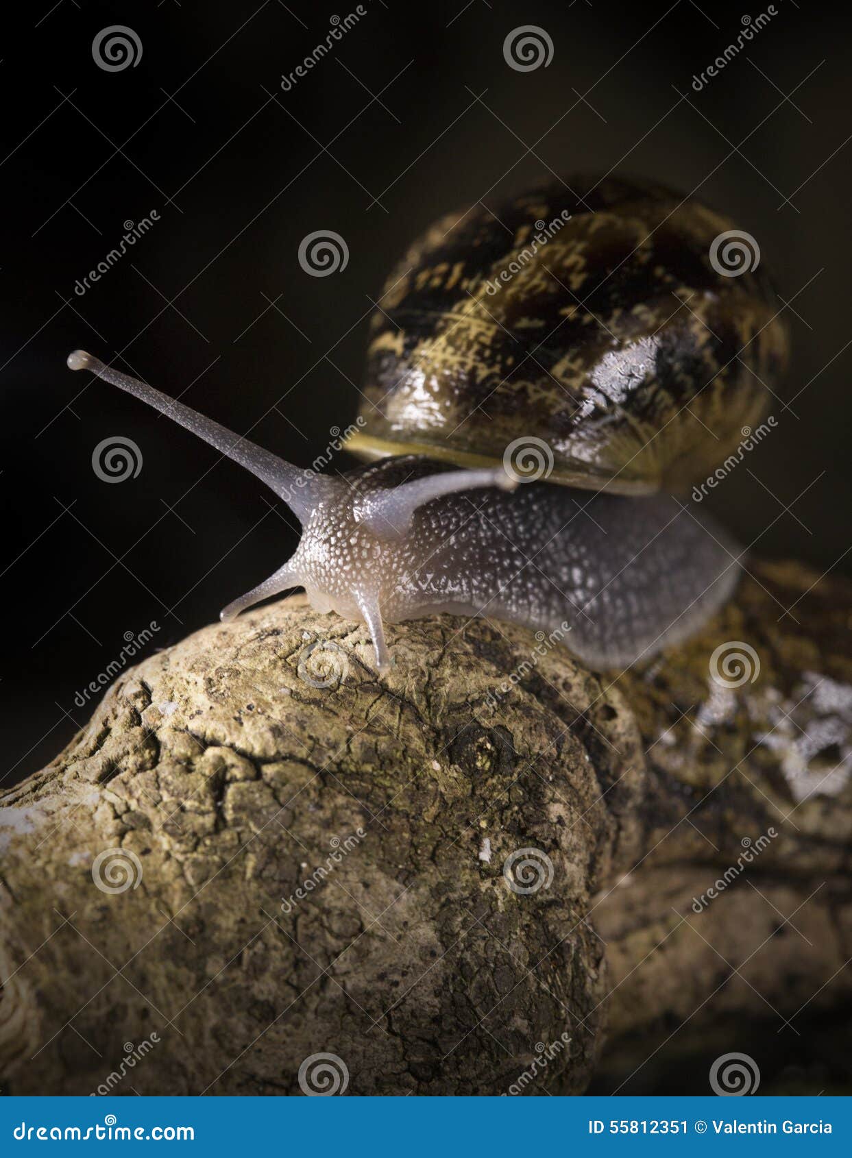 Snail sliding on a branch stock image. Image of spiral - 55812351